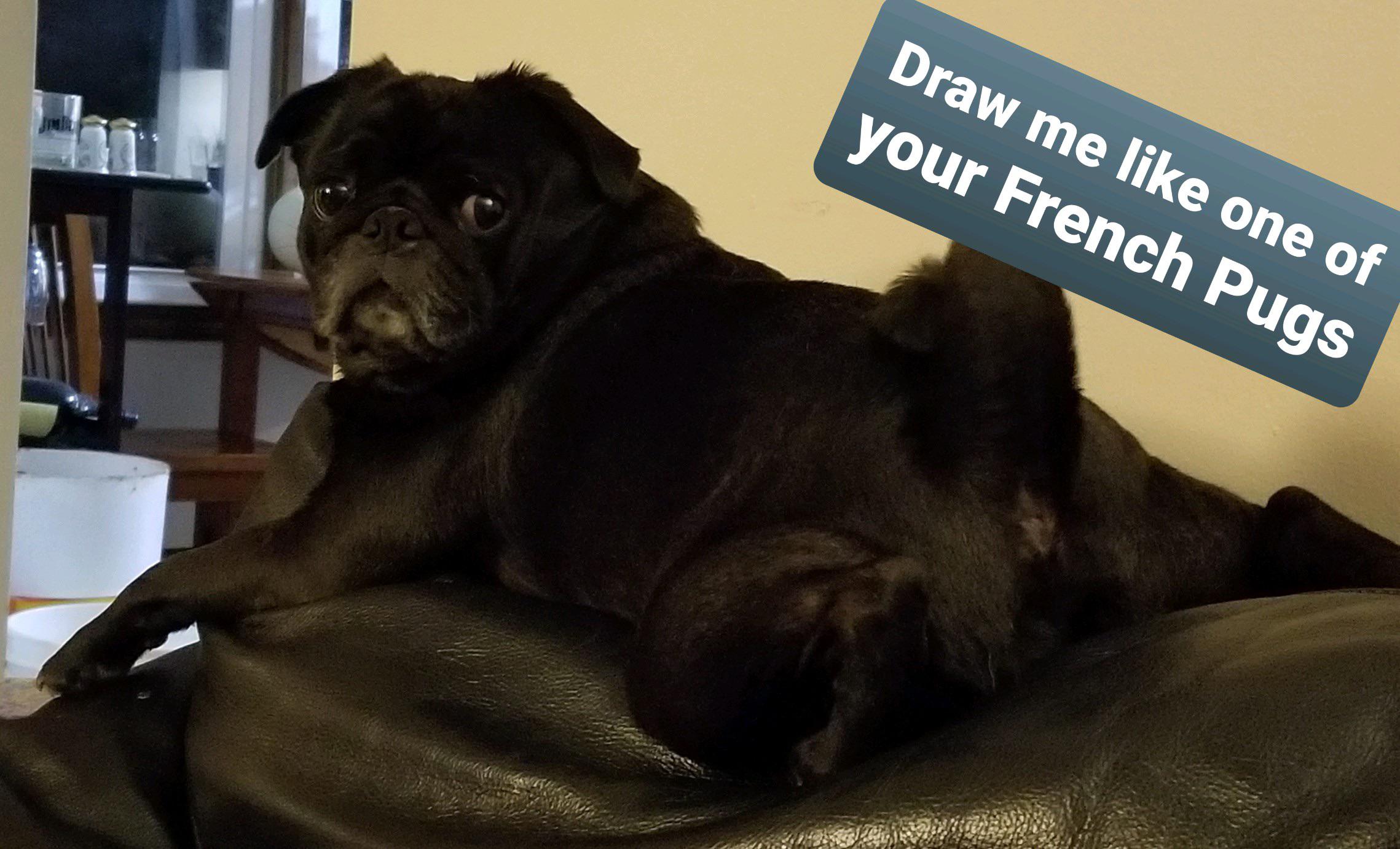 Tinder Pug | Scrolller