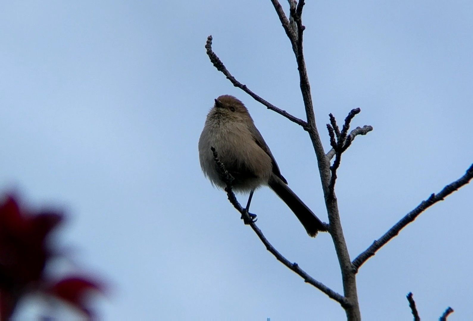 tiny borb | Scrolller