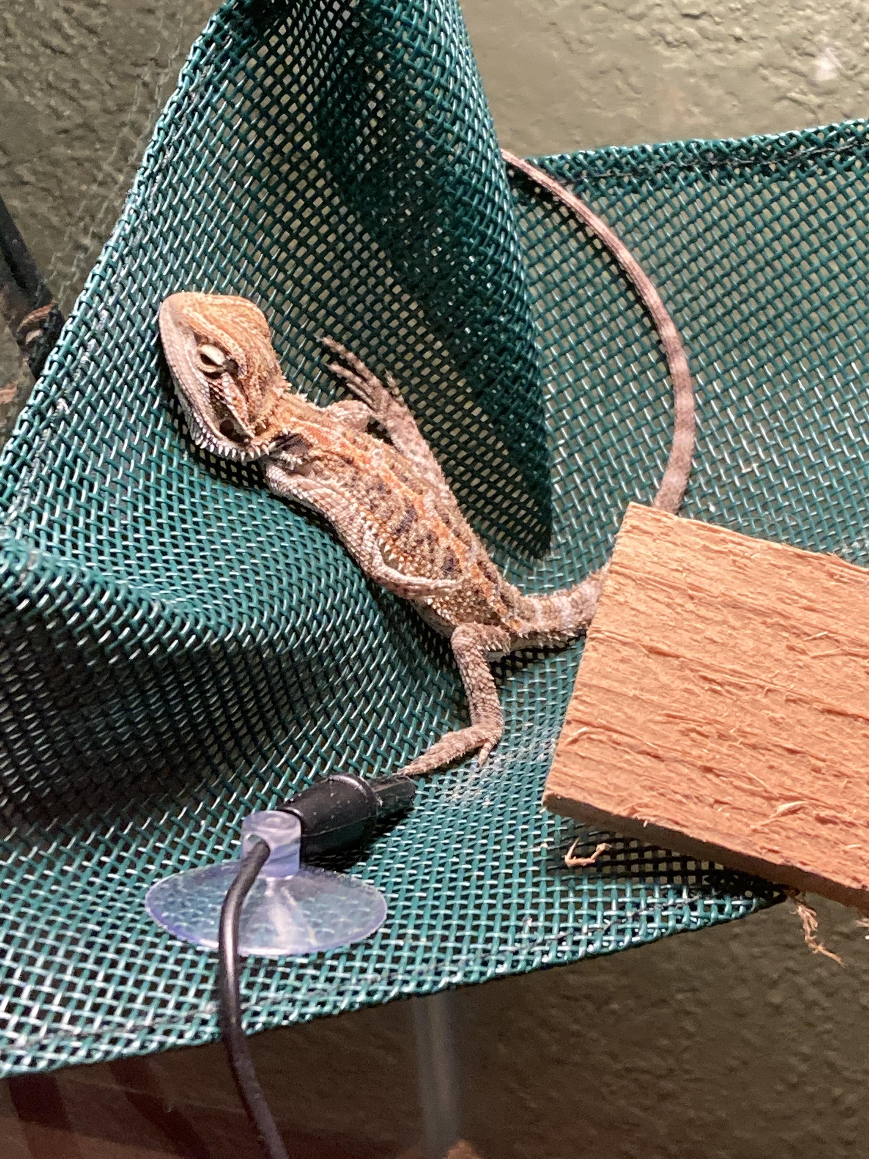 Tiny, cozy sploot | Scrolller