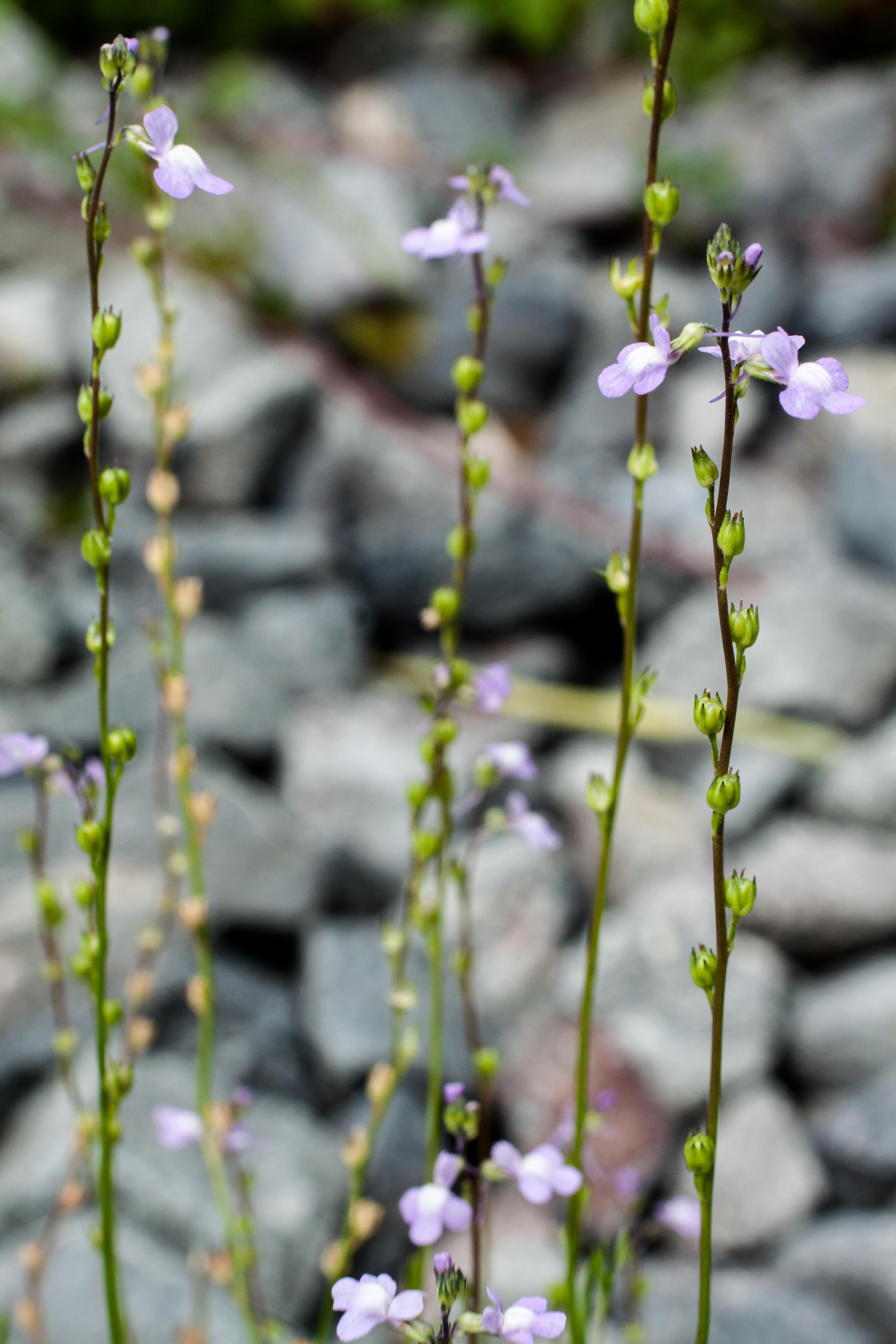 Tiny flowers [OC][3168 × 4752] | Scrolller