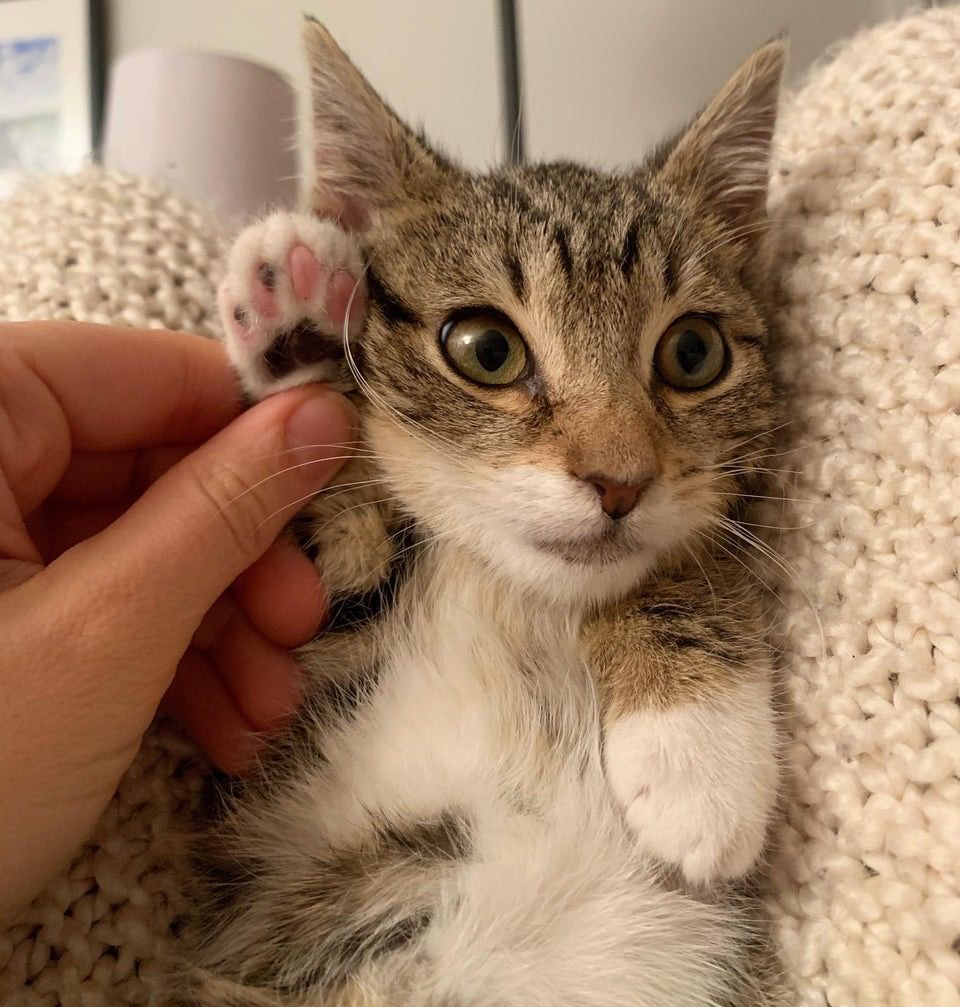 Paw inspection! | Scrolller