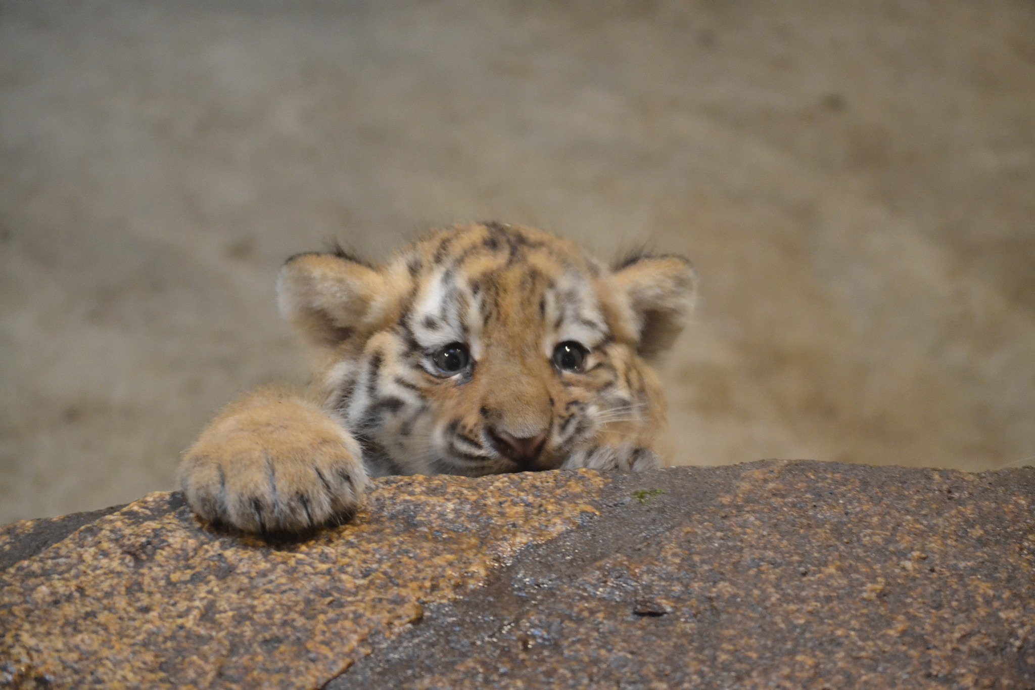 Tiny Tiger | Scrolller