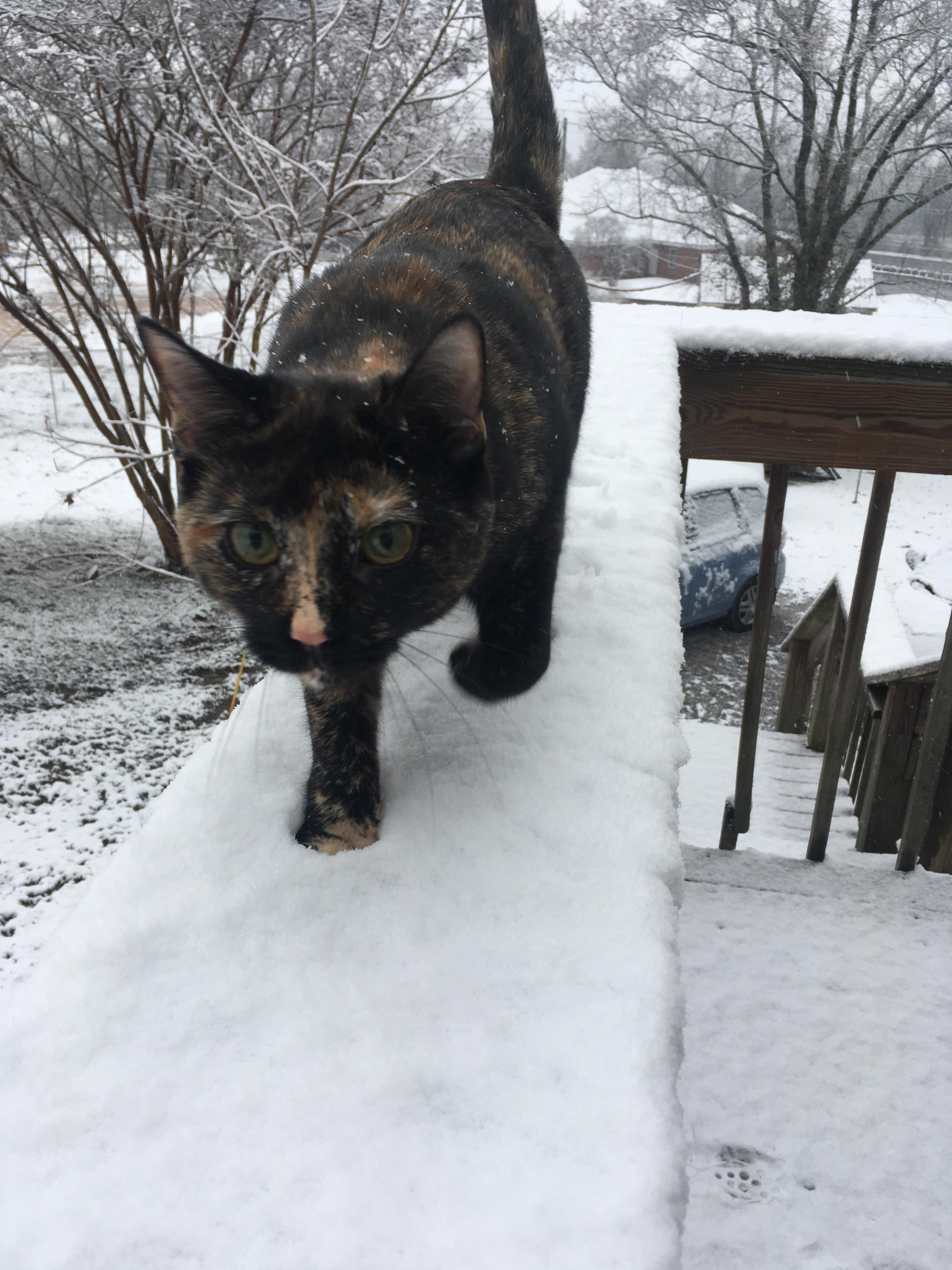 Tiny Tina’s first snow | Scrolller