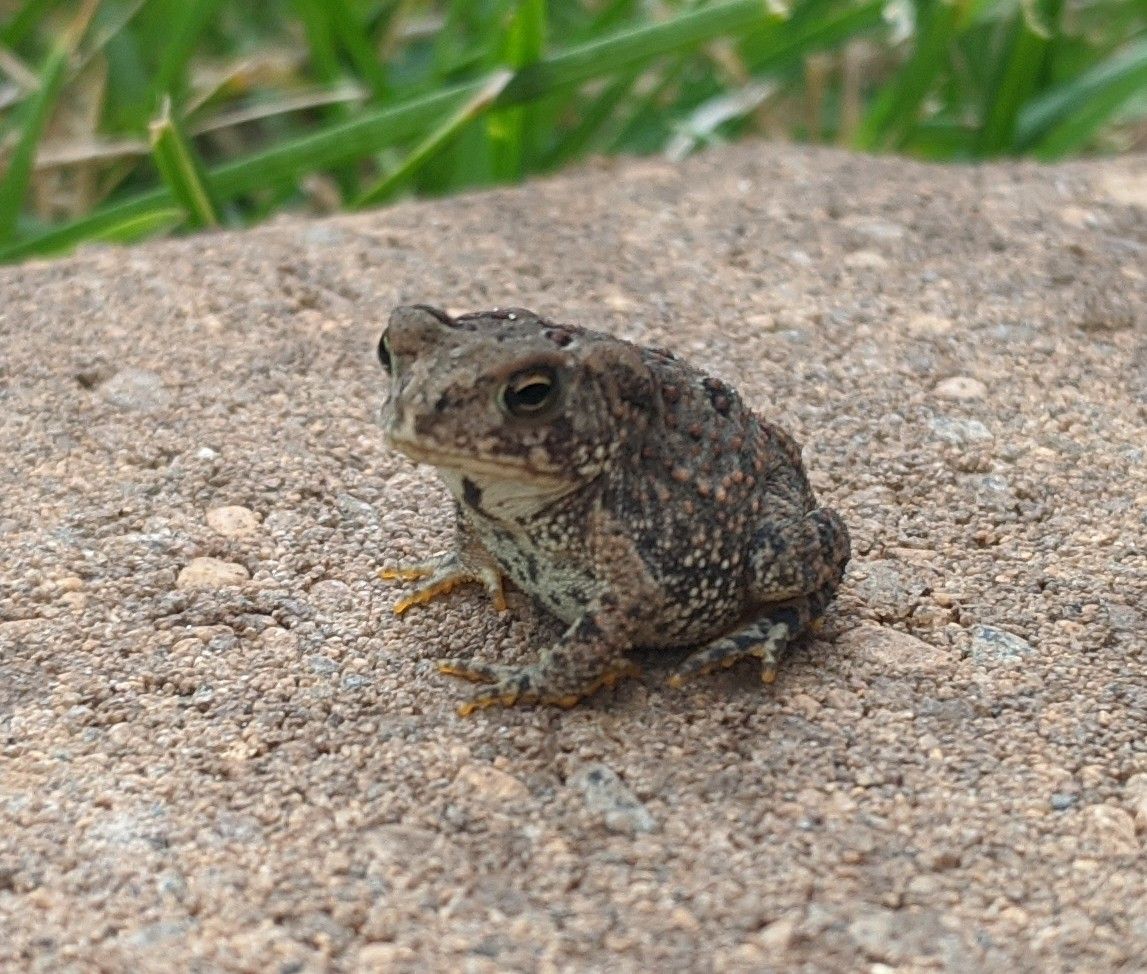 Tiny toad chilling on a paver | Scrolller