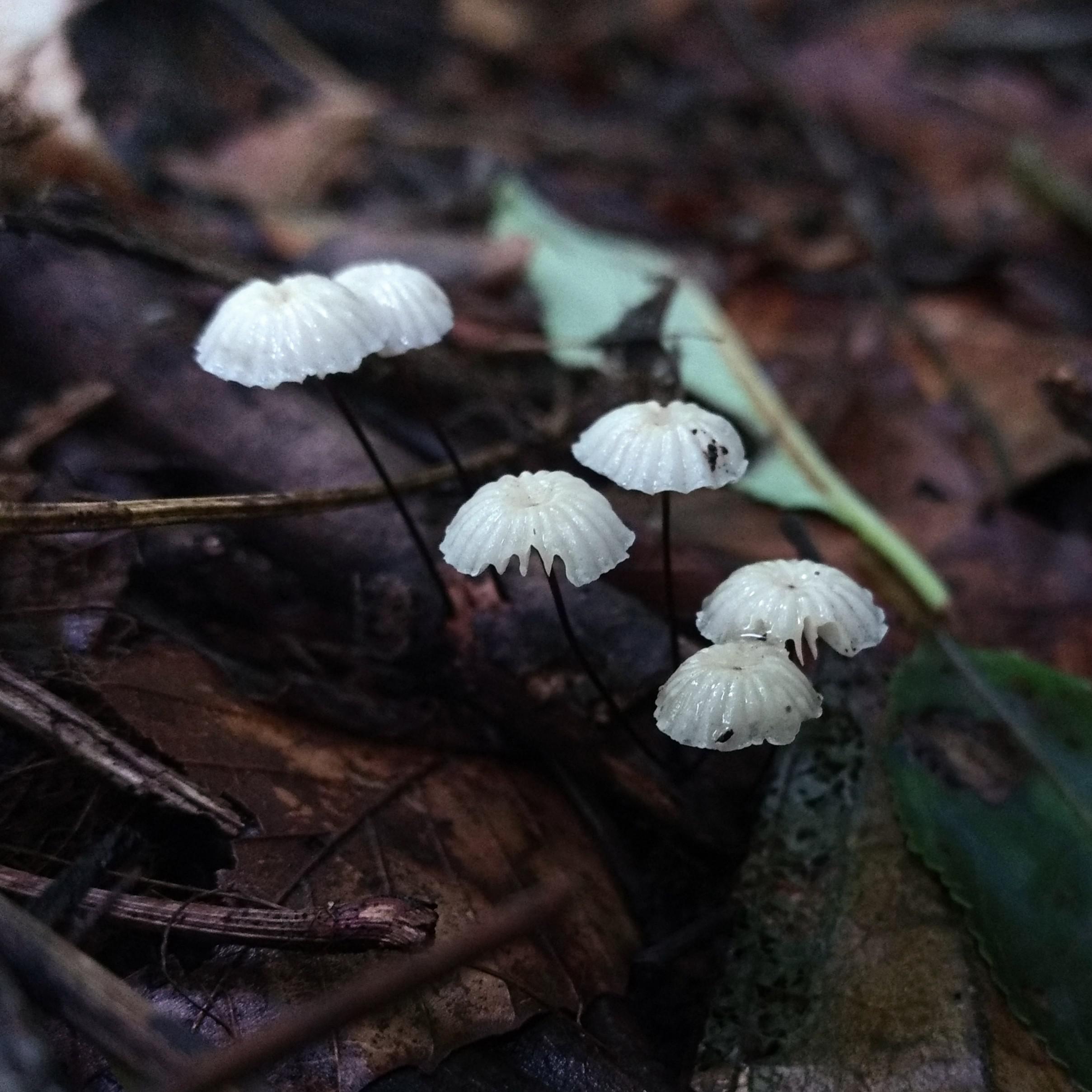 Tiny white mushrooms popping up in pairs. NE Ohio region. | Scrolller