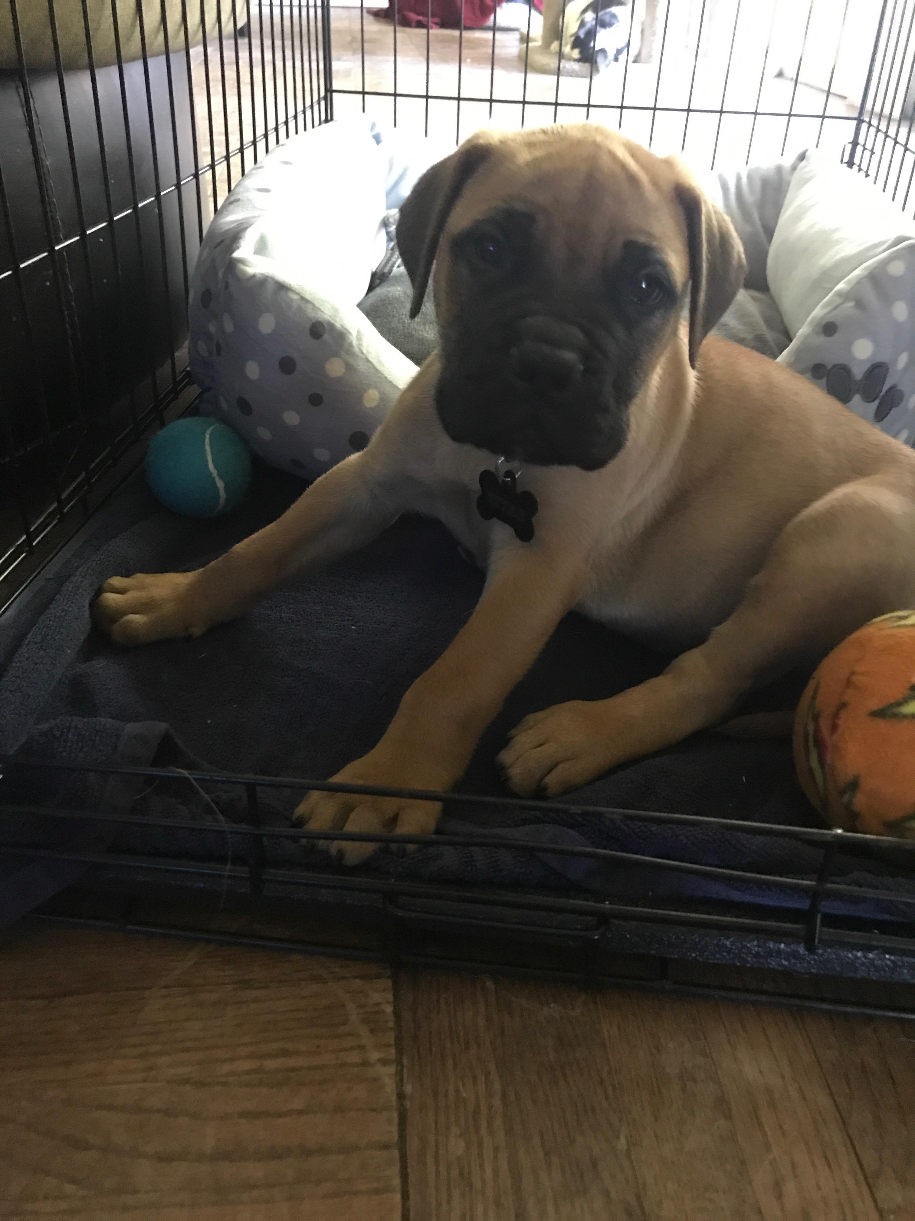 Titan at 8 weeks | Scrolller