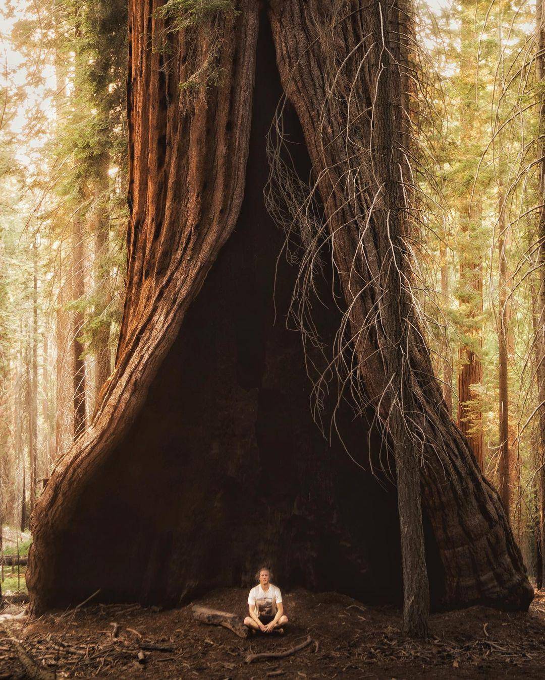 Titan Tree Scrolller