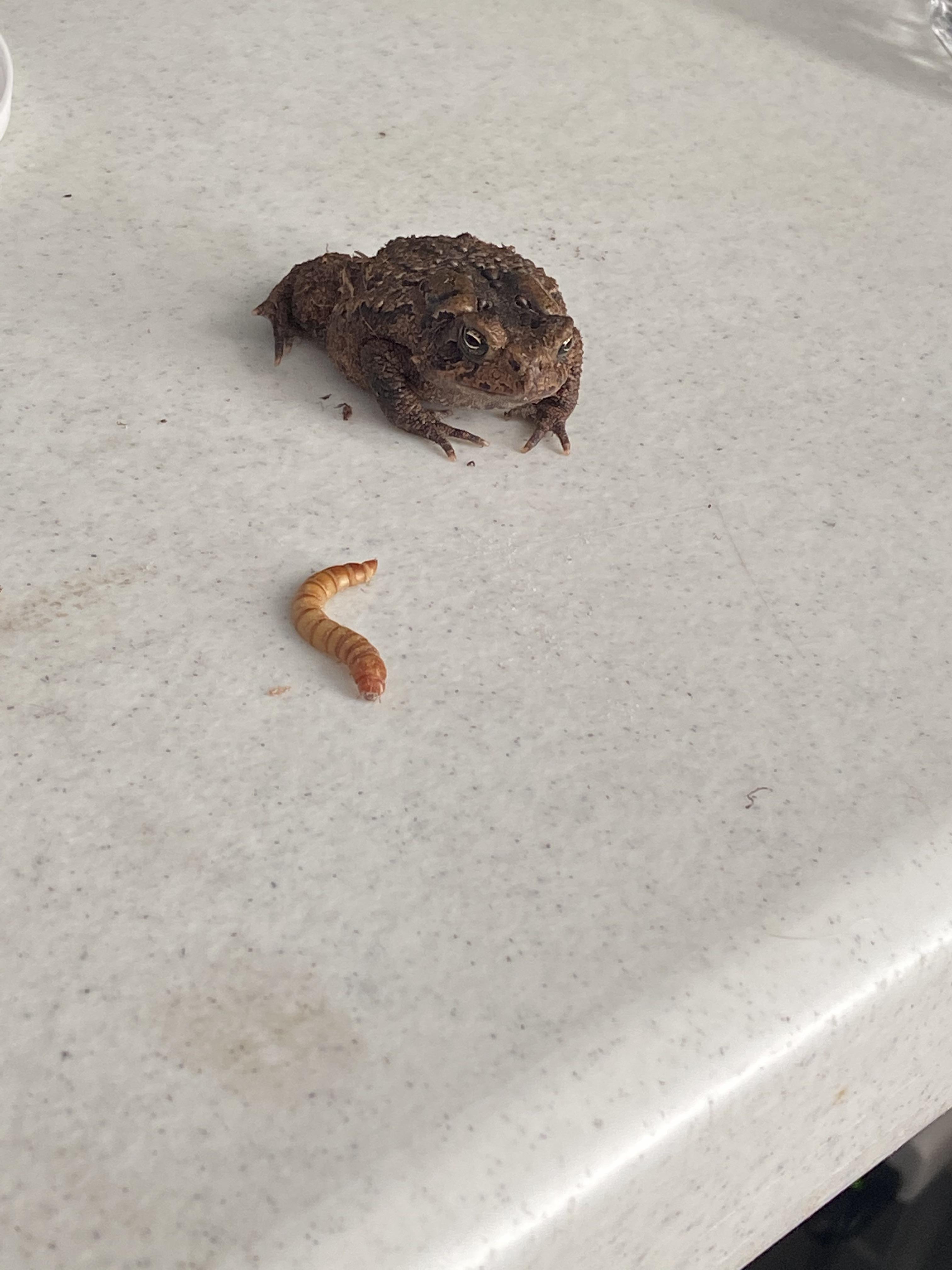 Toad and worm | Scrolller