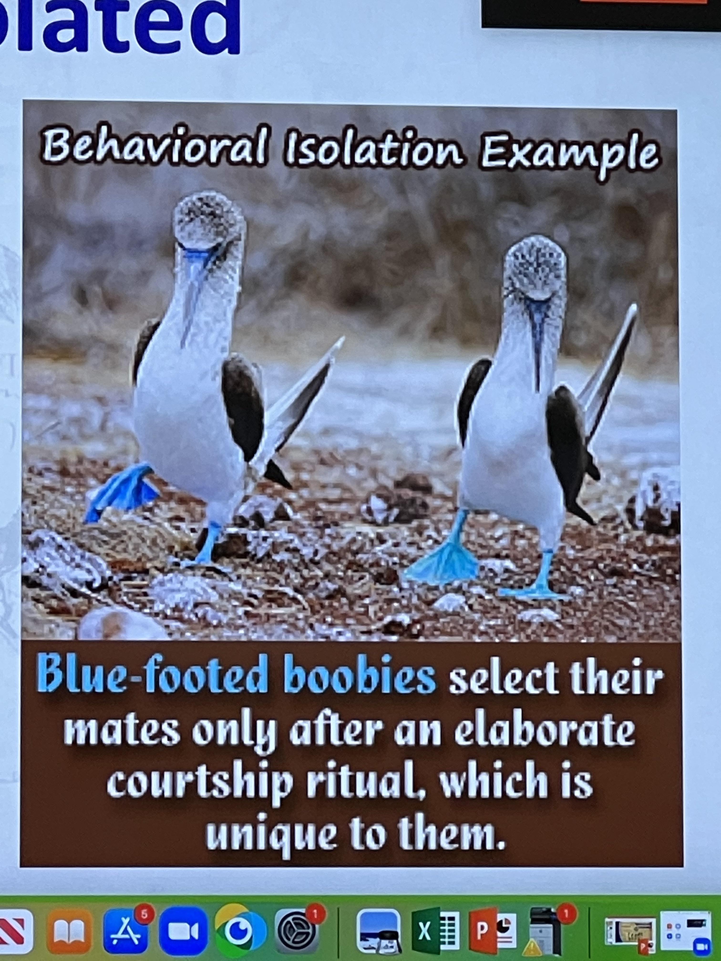 Today in biology class I learned about how Blue footed boobies mate! | Scrolller