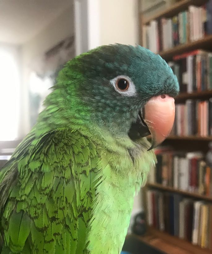 Today is my borb's first birthday :-) | Scrolller