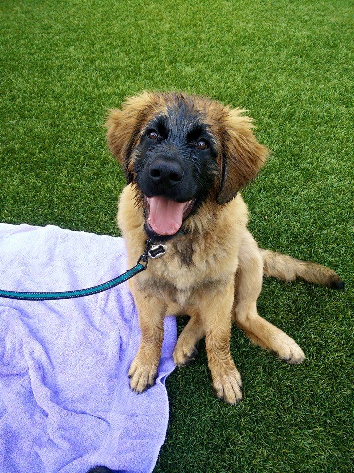 Tonka has trouble staying dry. Ever. | Scrolller