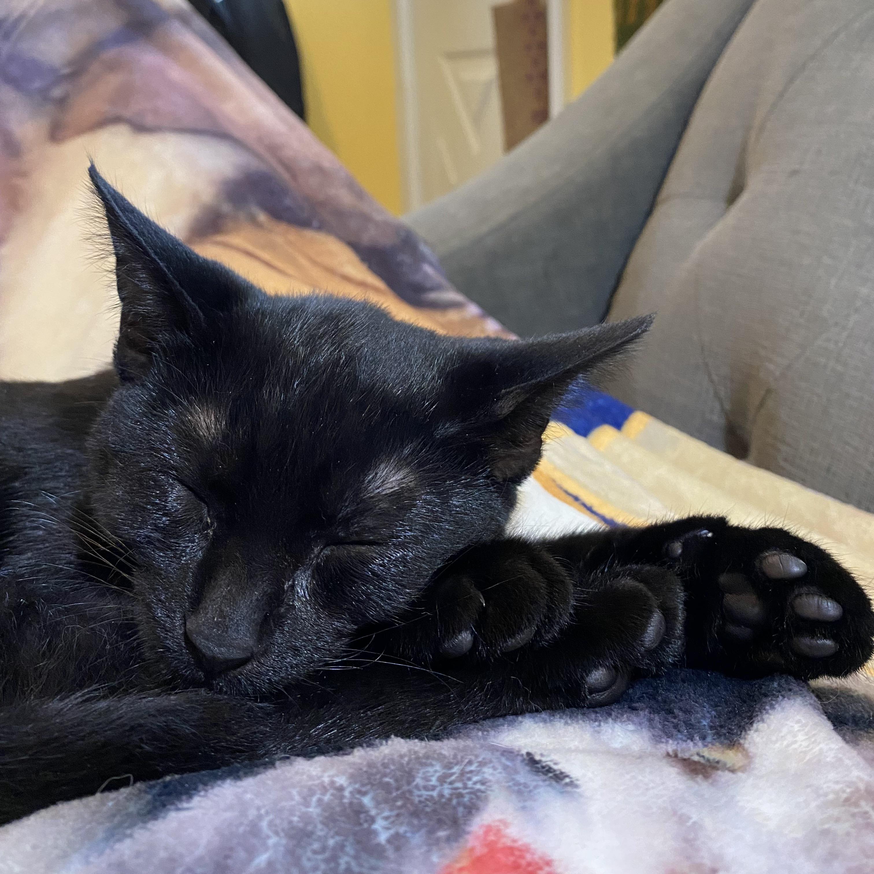 Tony Boloney is a toe bean model | Scrolller