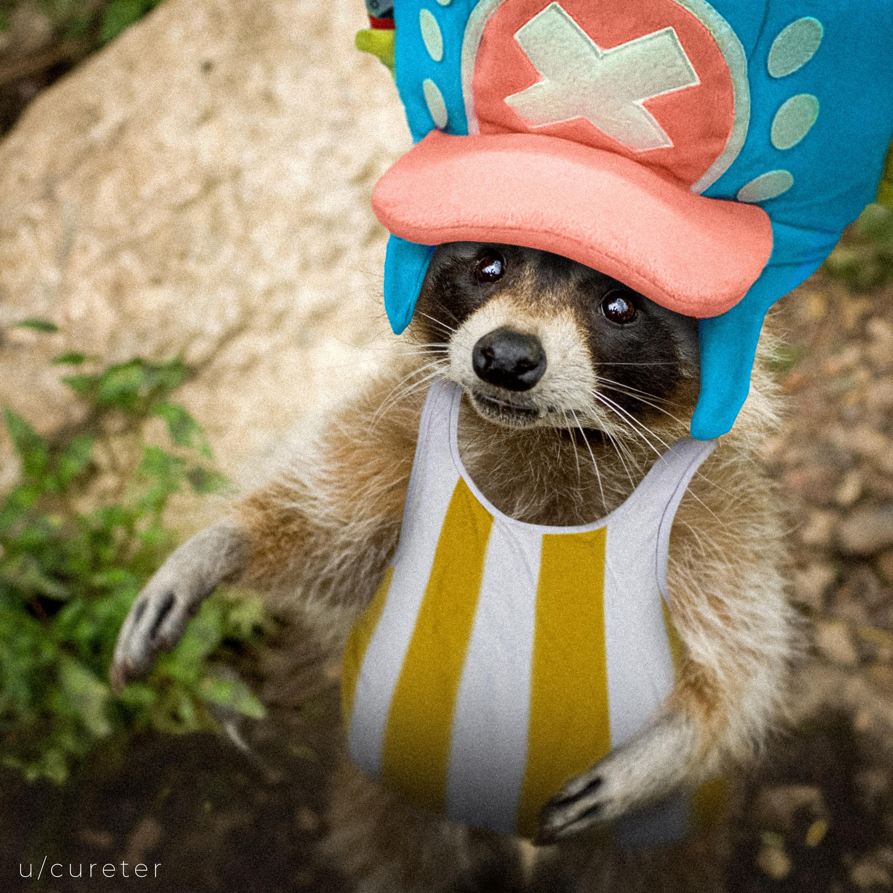 Tony Tony Chopper | Scrolller