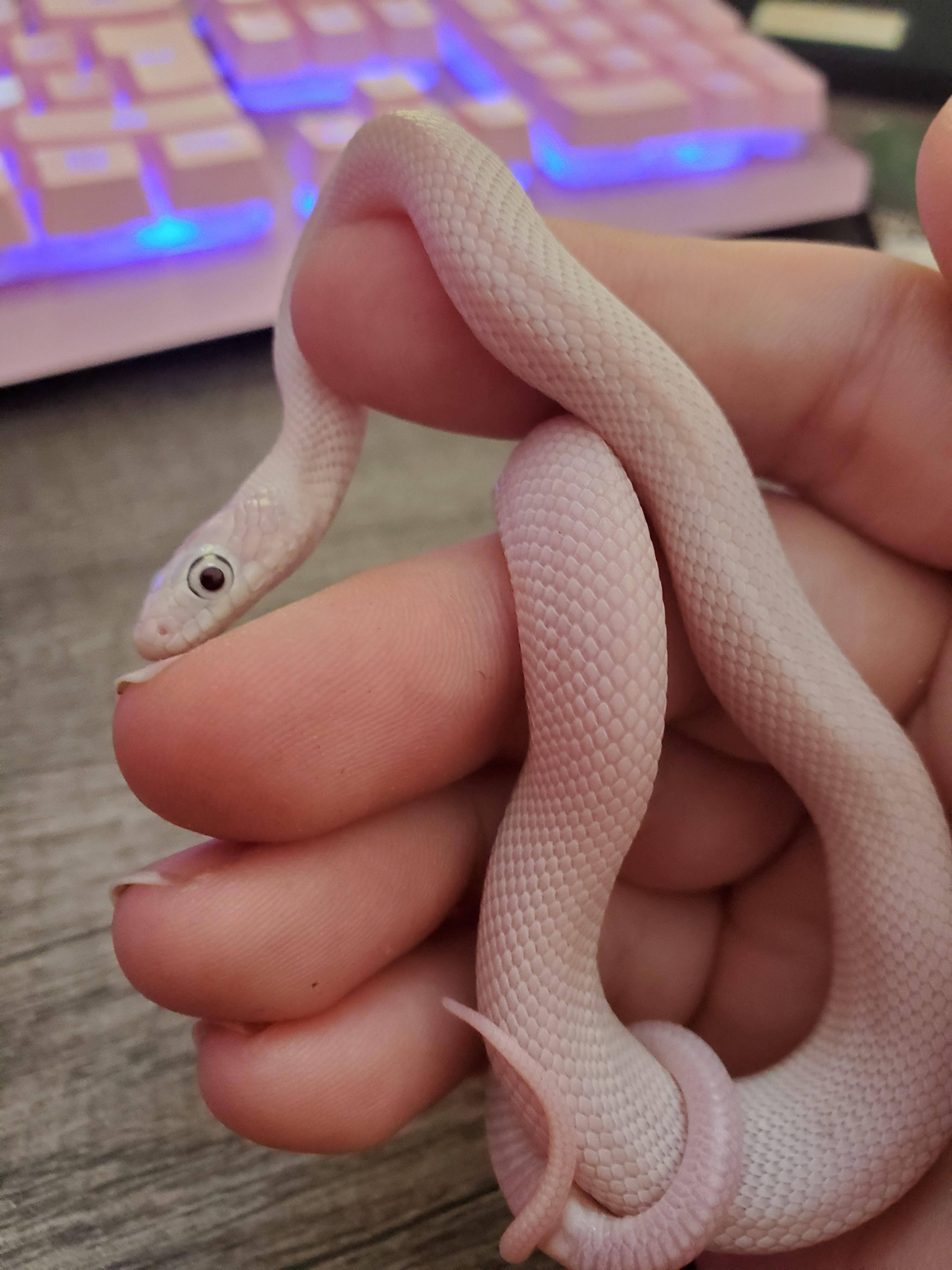 Too little to be danger noodle I'm a danger shoelace! | Scrolller