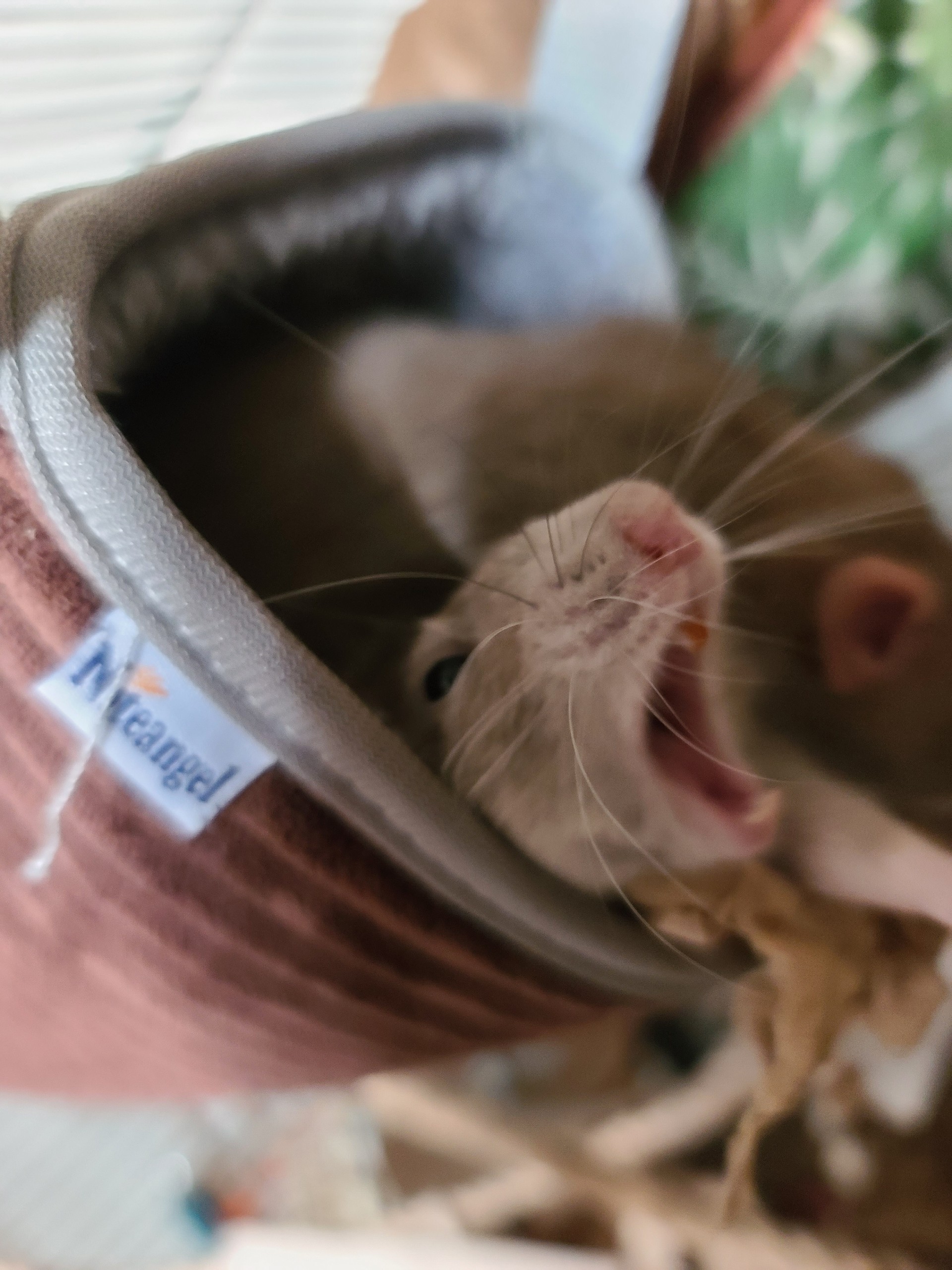 Took a fun snapshot of a big ol' yawn | Scrolller