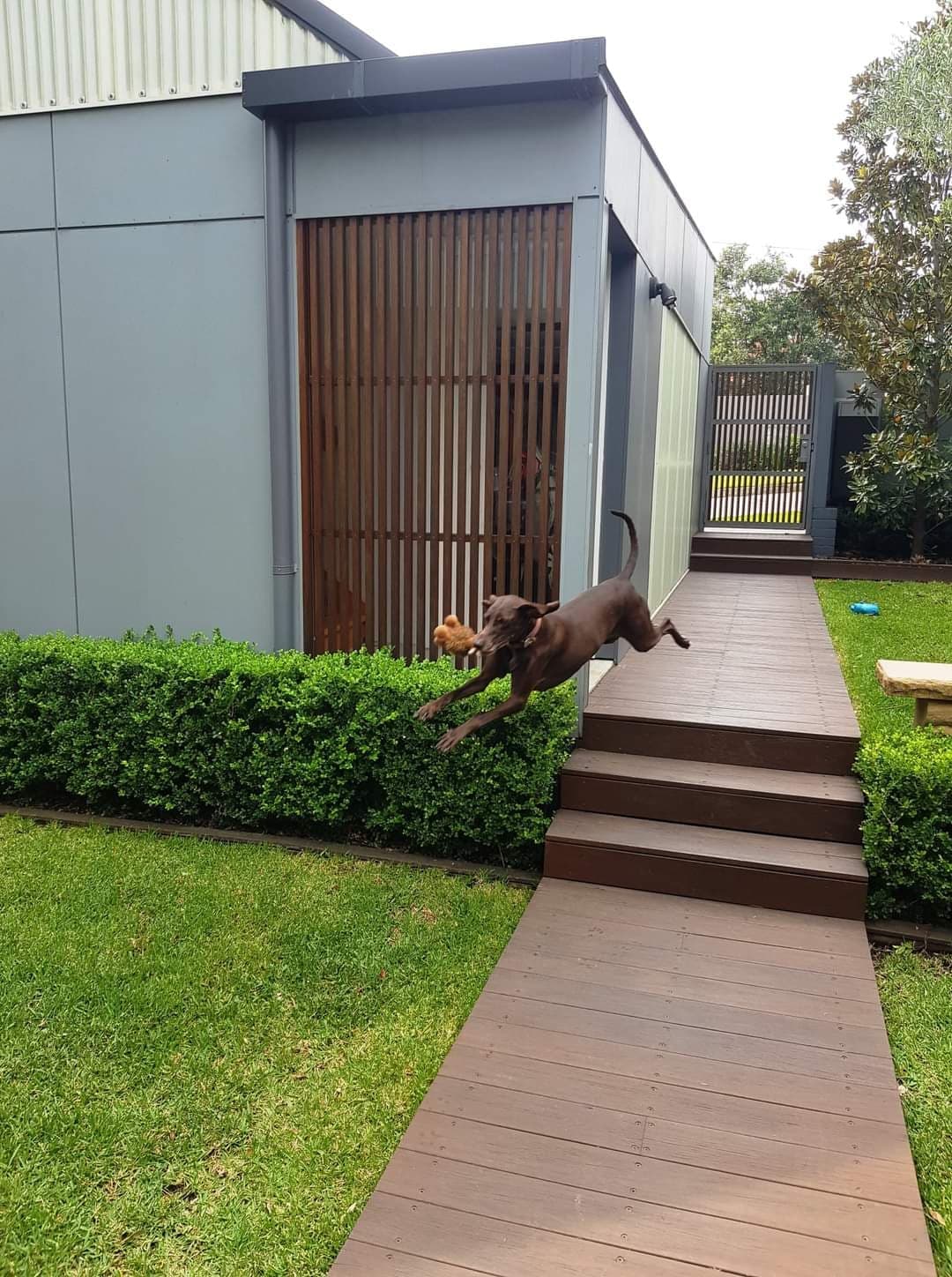 Tora the Incredible Flying GSP | Scrolller