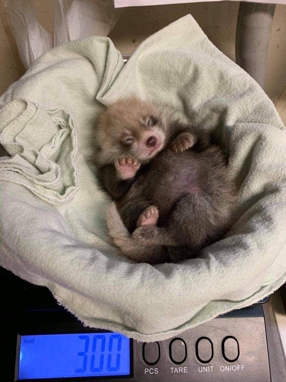 Toronto Zoo's Red Panda Cub is now 300g! | Scrolller Toronto Zoo's Red Panda Cub is now 300g! | Scrolller