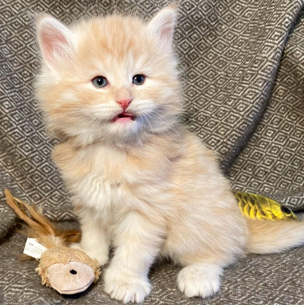 Torstein, gorgeous norwegian forest kitten! | Scrolller