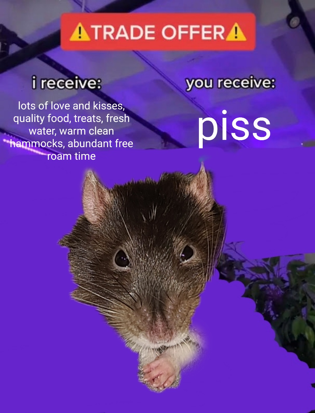 Trade offer | Scrolller