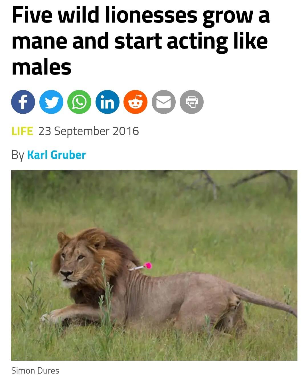 Trans lion kings are valid! 👑 | Scrolller