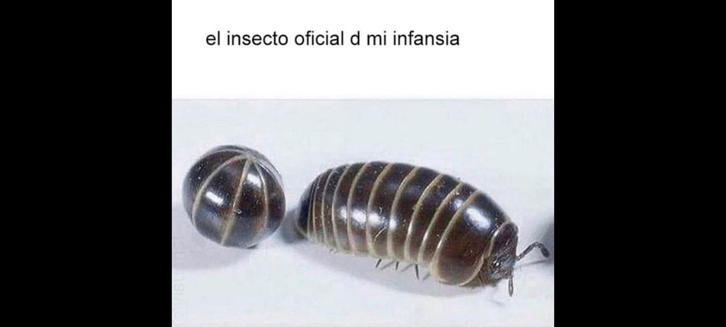 translation: official insect from my childhood | Scrolller