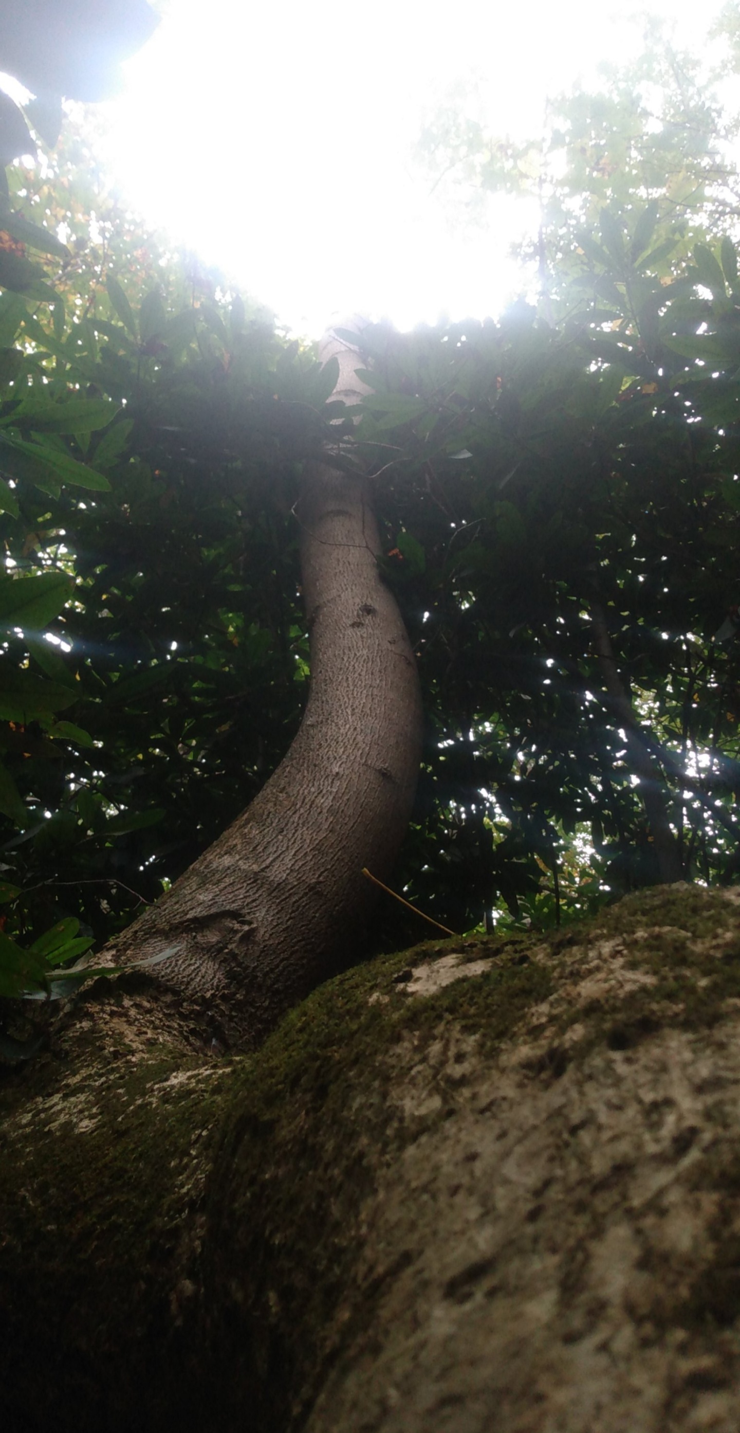 Tree | Scrolller