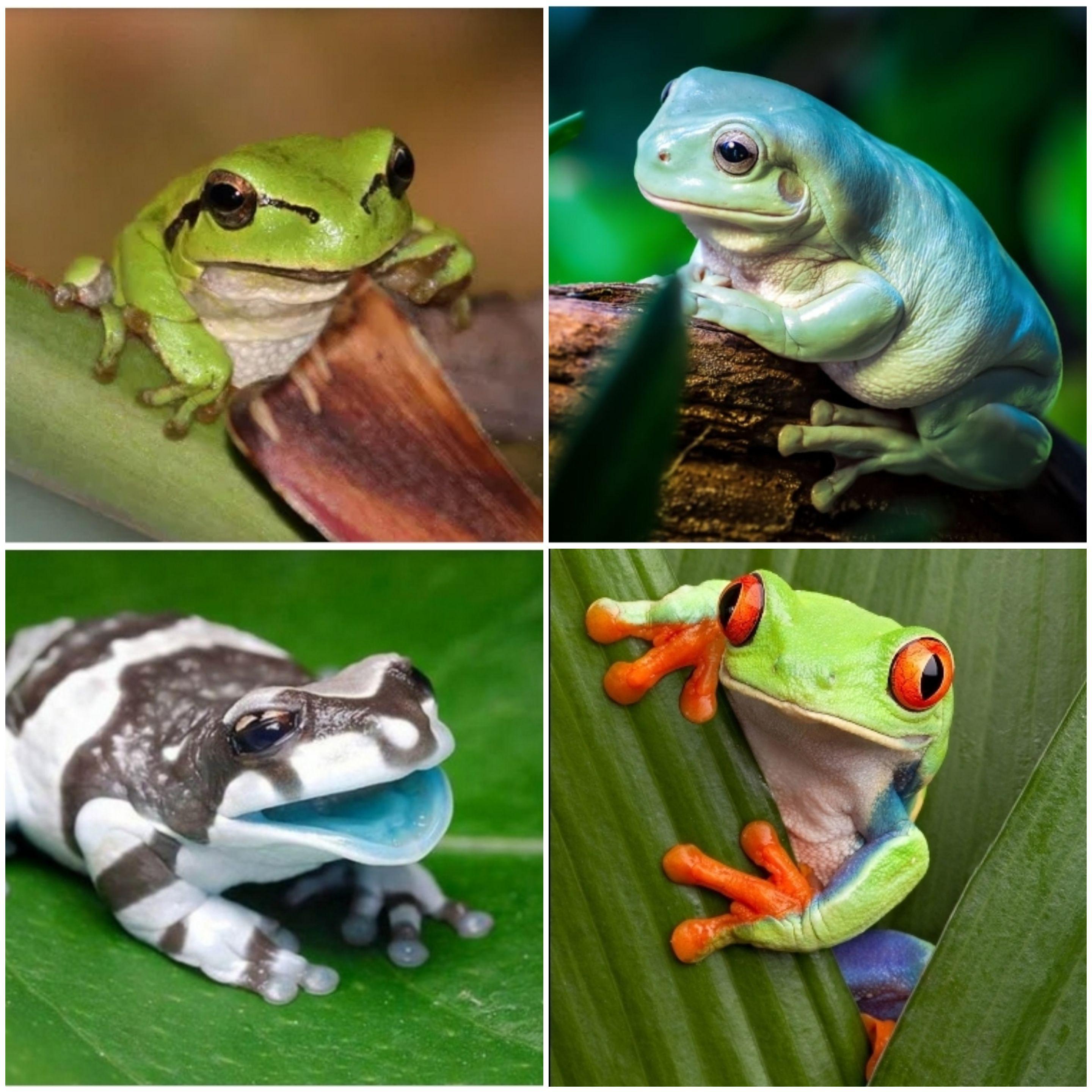 Tree frogs? | Scrolller
