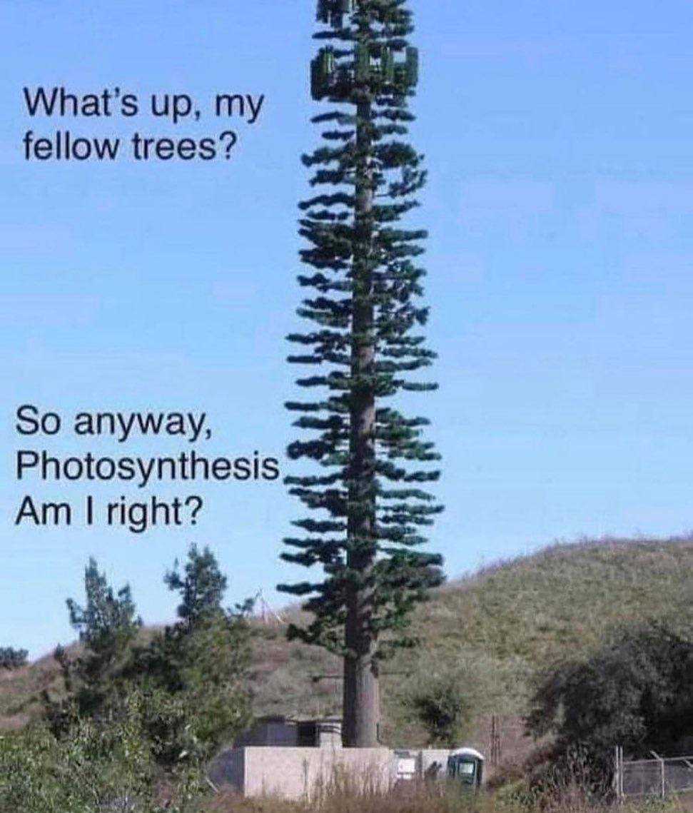 tree memes> | Scrolller