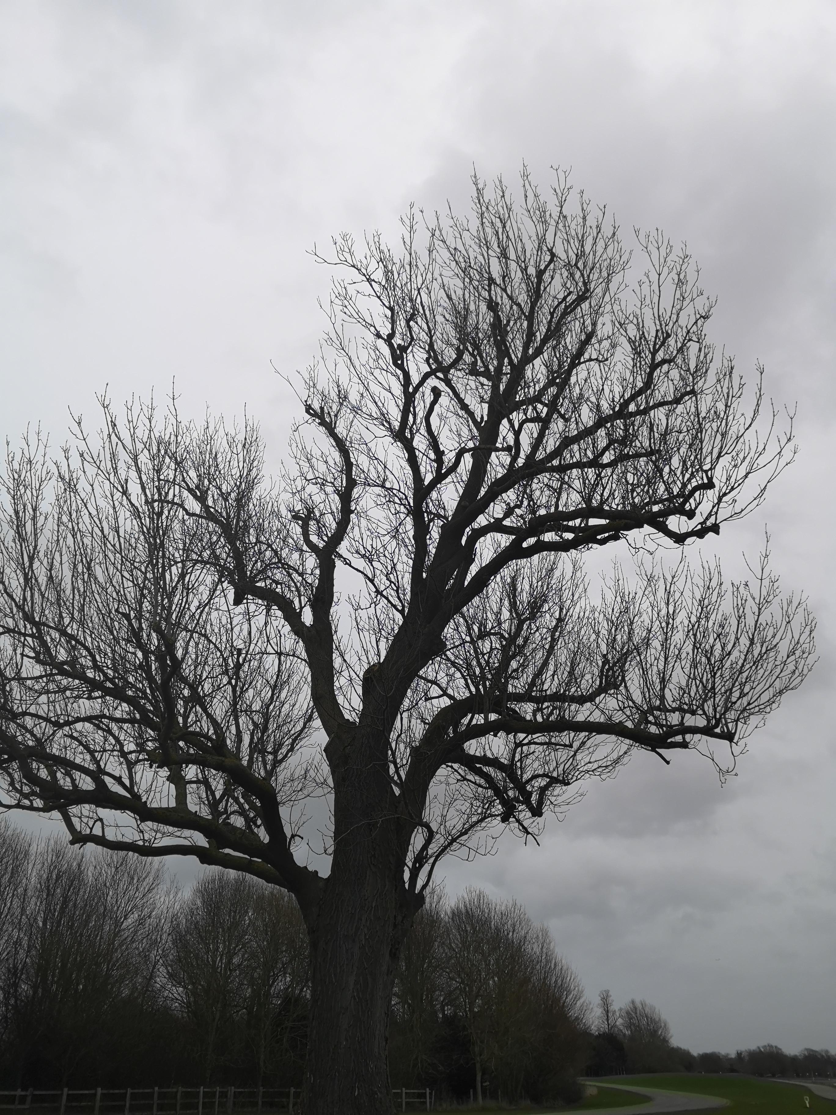 Tree [OC] | Scrolller