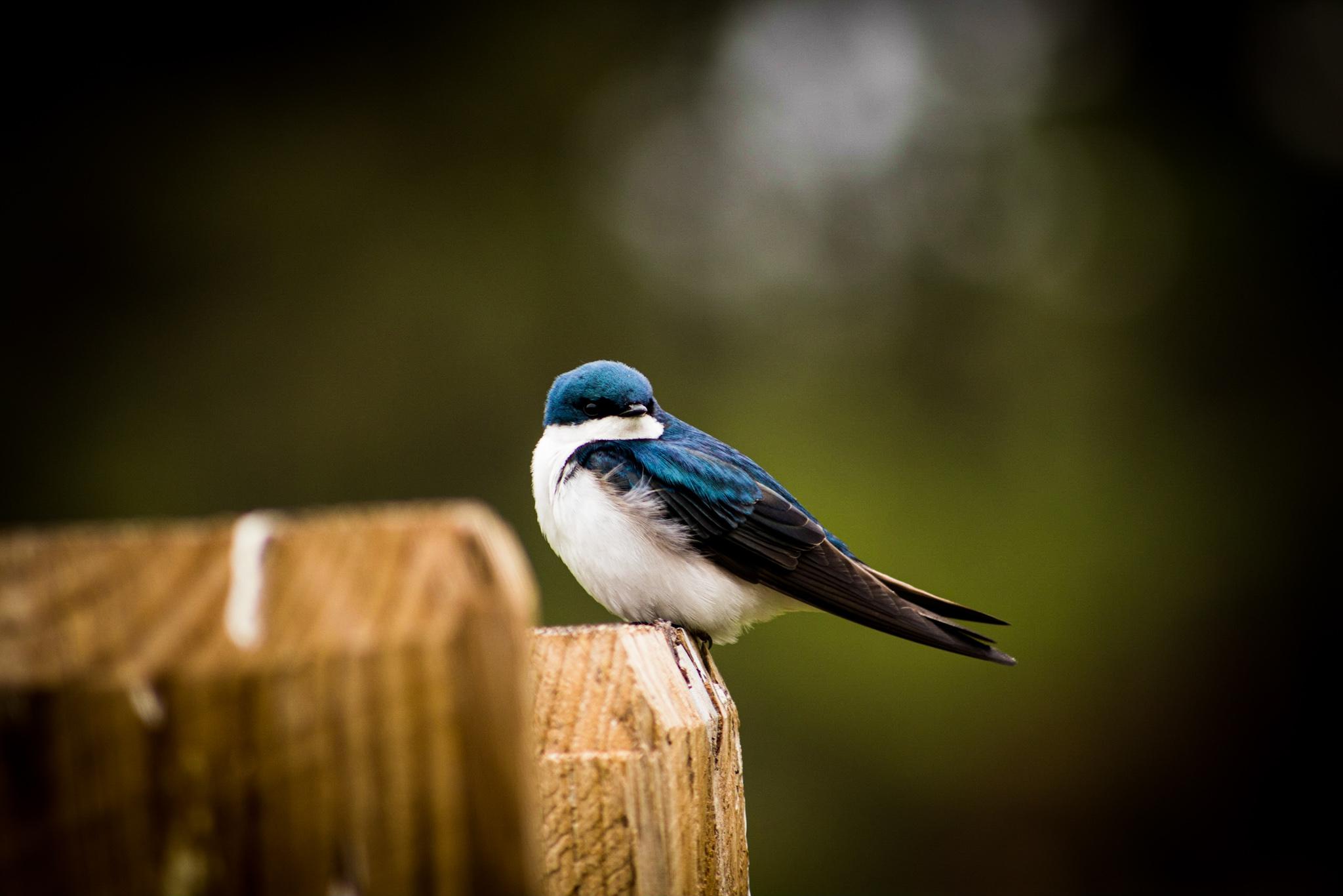 Tree Swallow | Scrolller