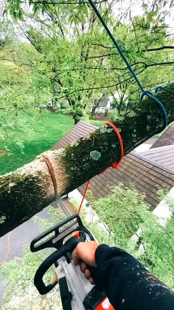 Tree trimming | Scrolller