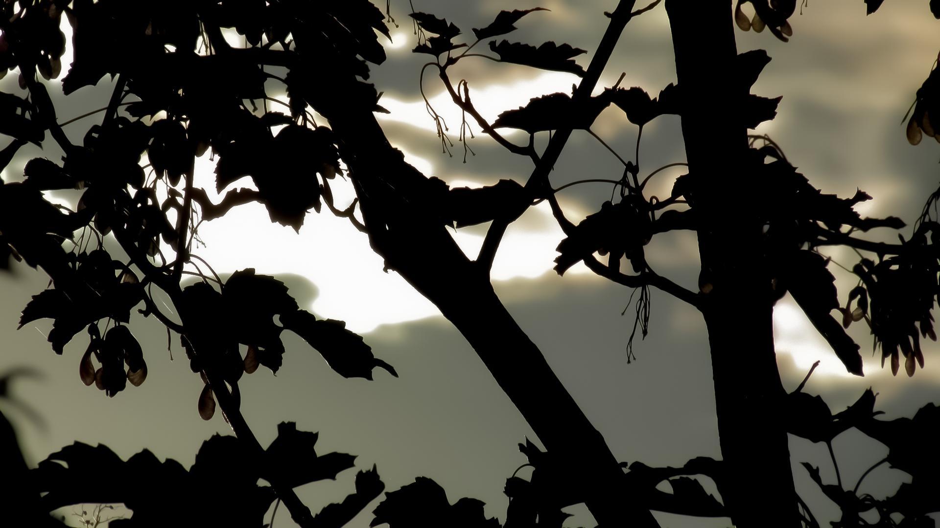 Trees and Clouds [1920x1080] | Scrolller
