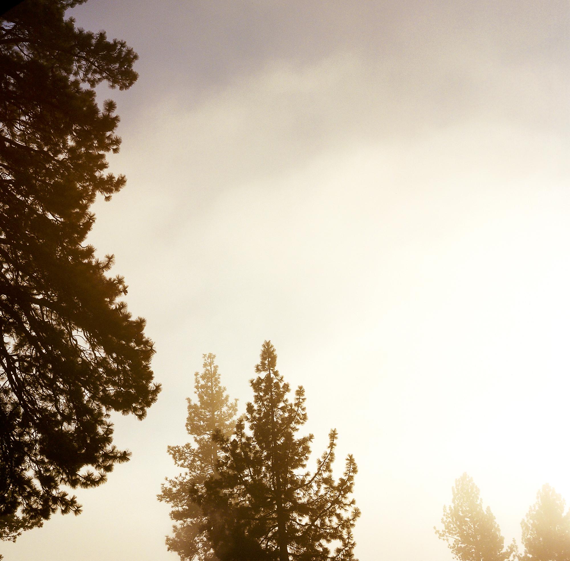 Trees in the mist [OC] [2000 x 1970] | Scrolller
