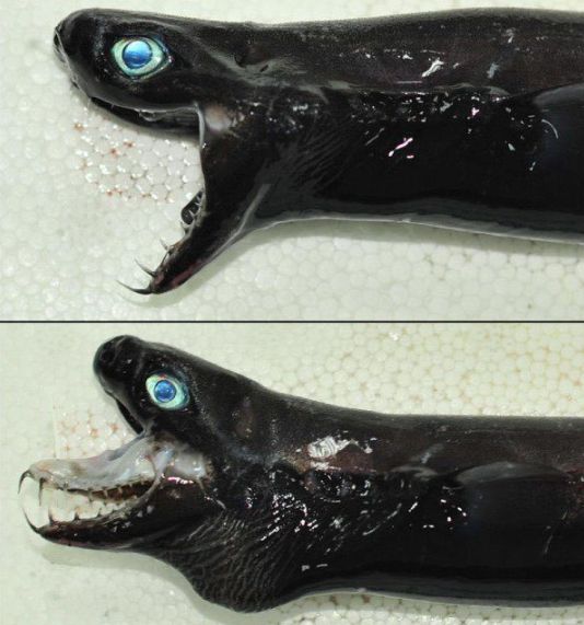 Trigonognathus kabeyai, the (fantastic) viper dogfish! | Scrolller