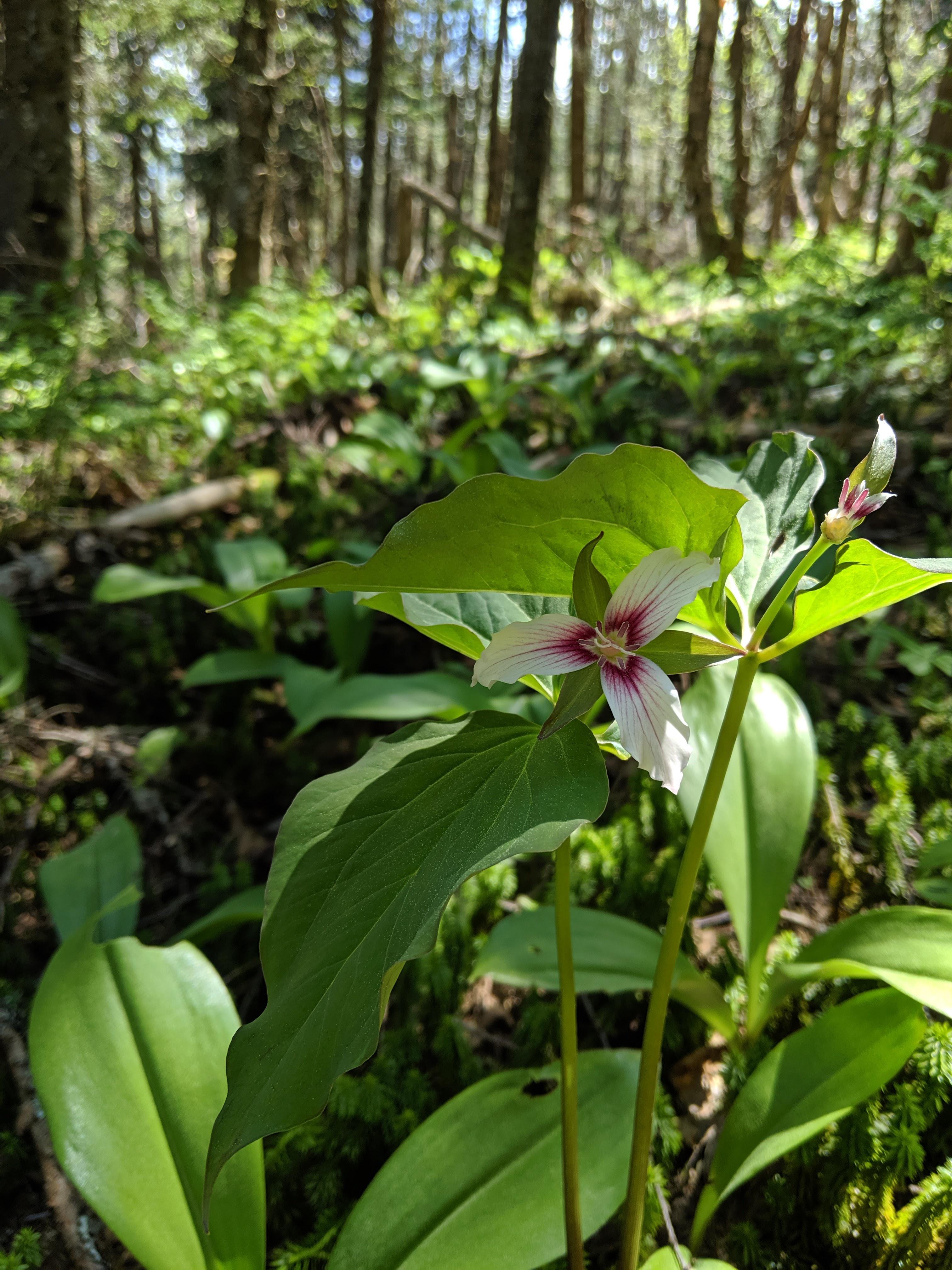 Trillium 🤍 | Scrolller