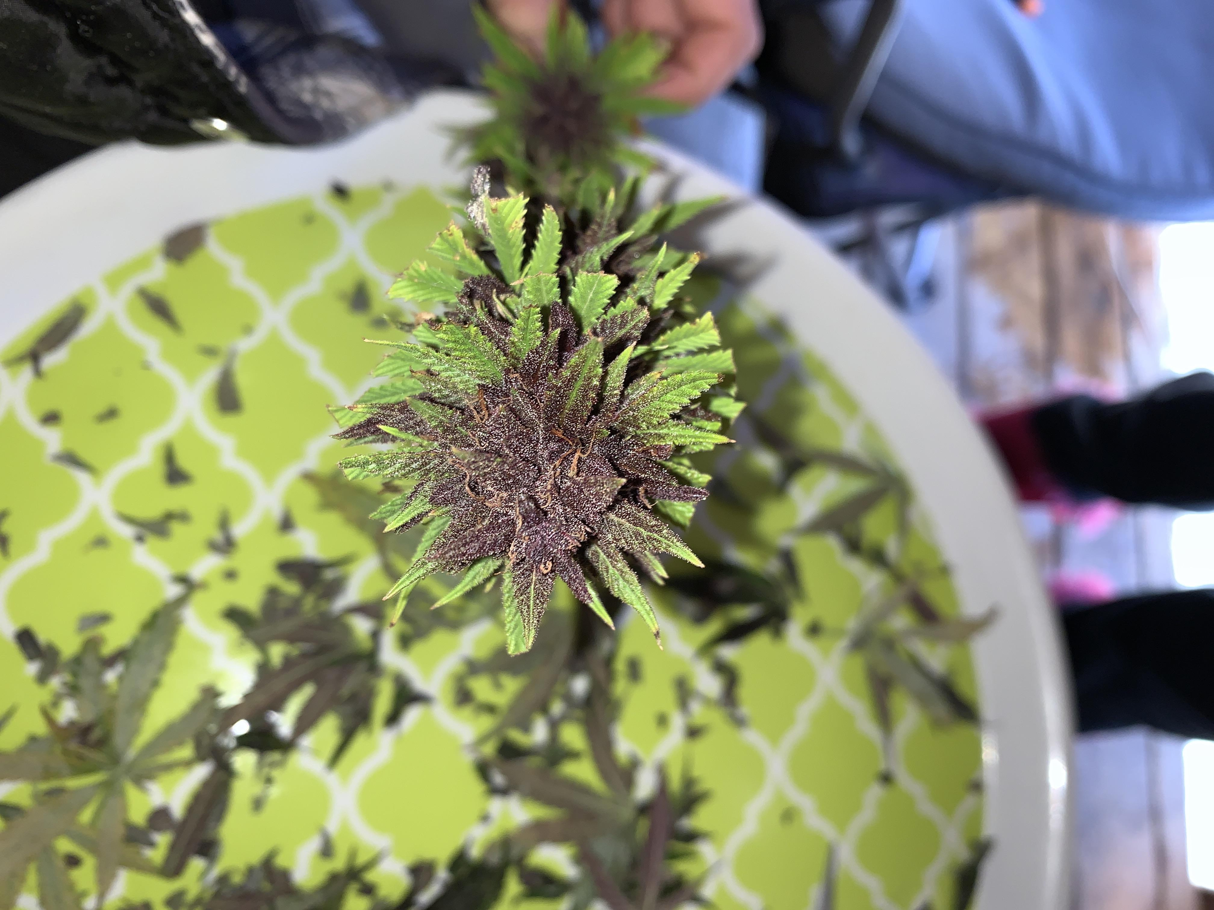 Trimming! | Scrolller