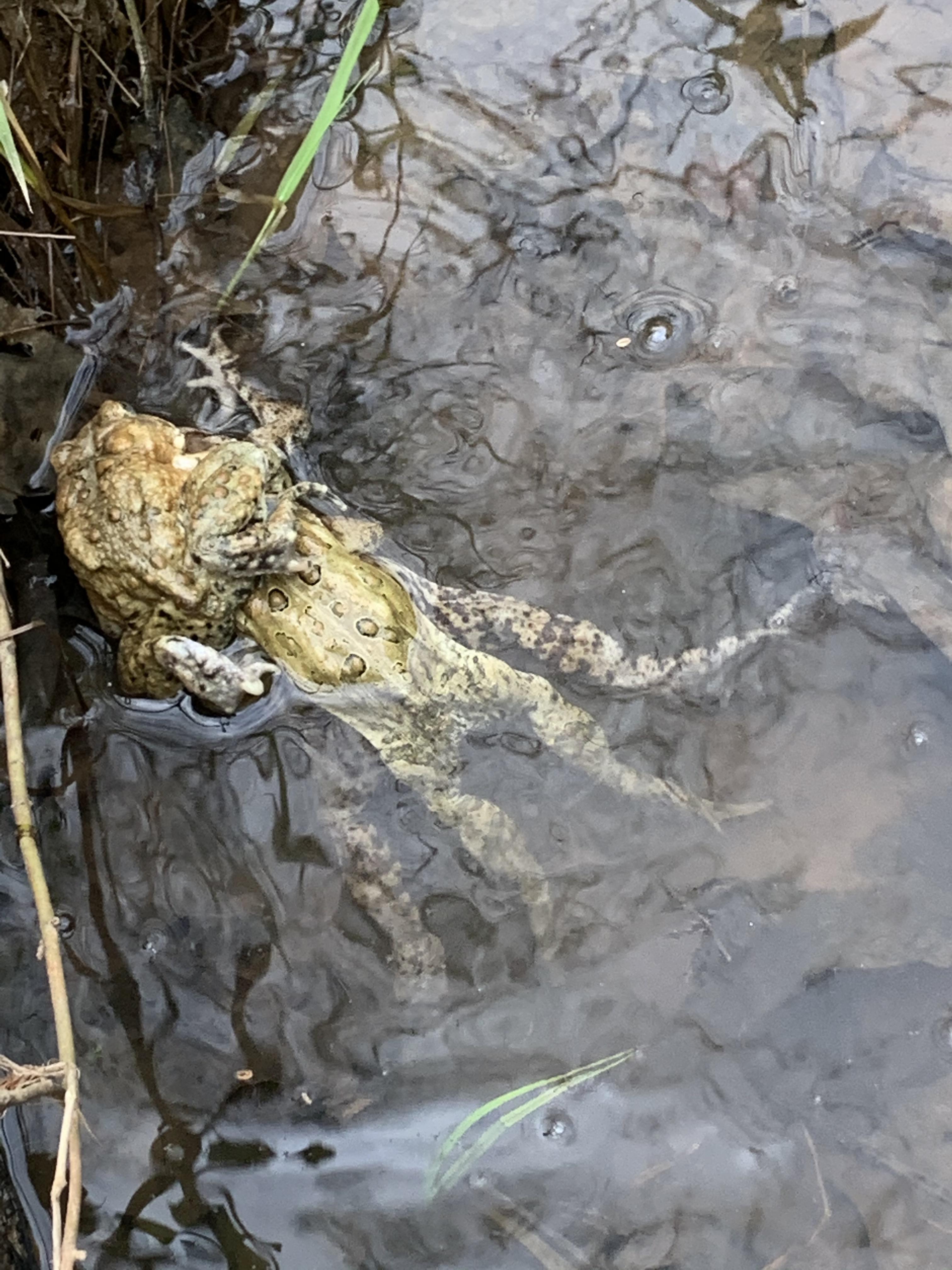 Triple Toad | Scrolller