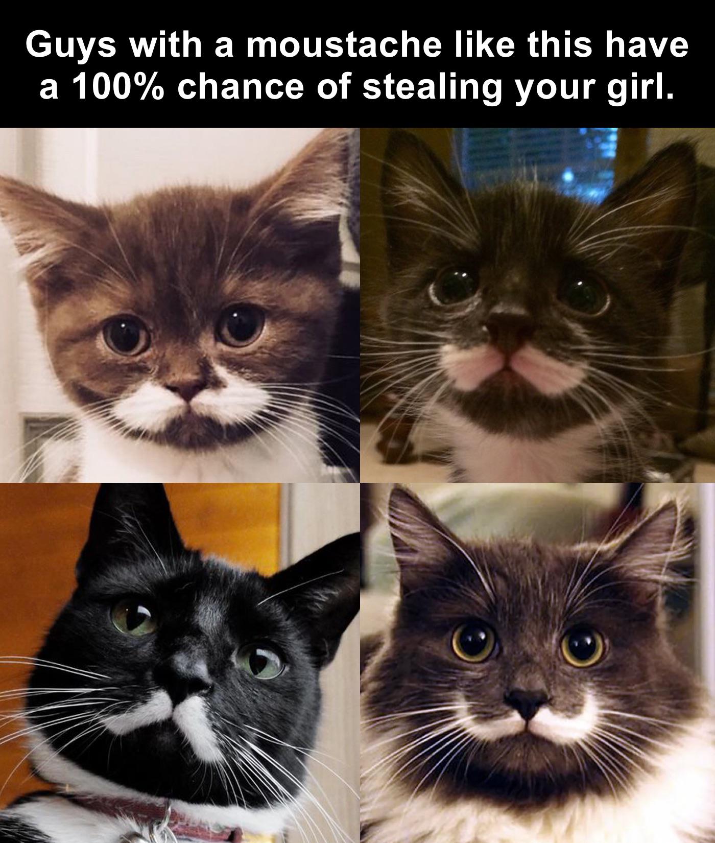 Reverse kitler | Scrolller