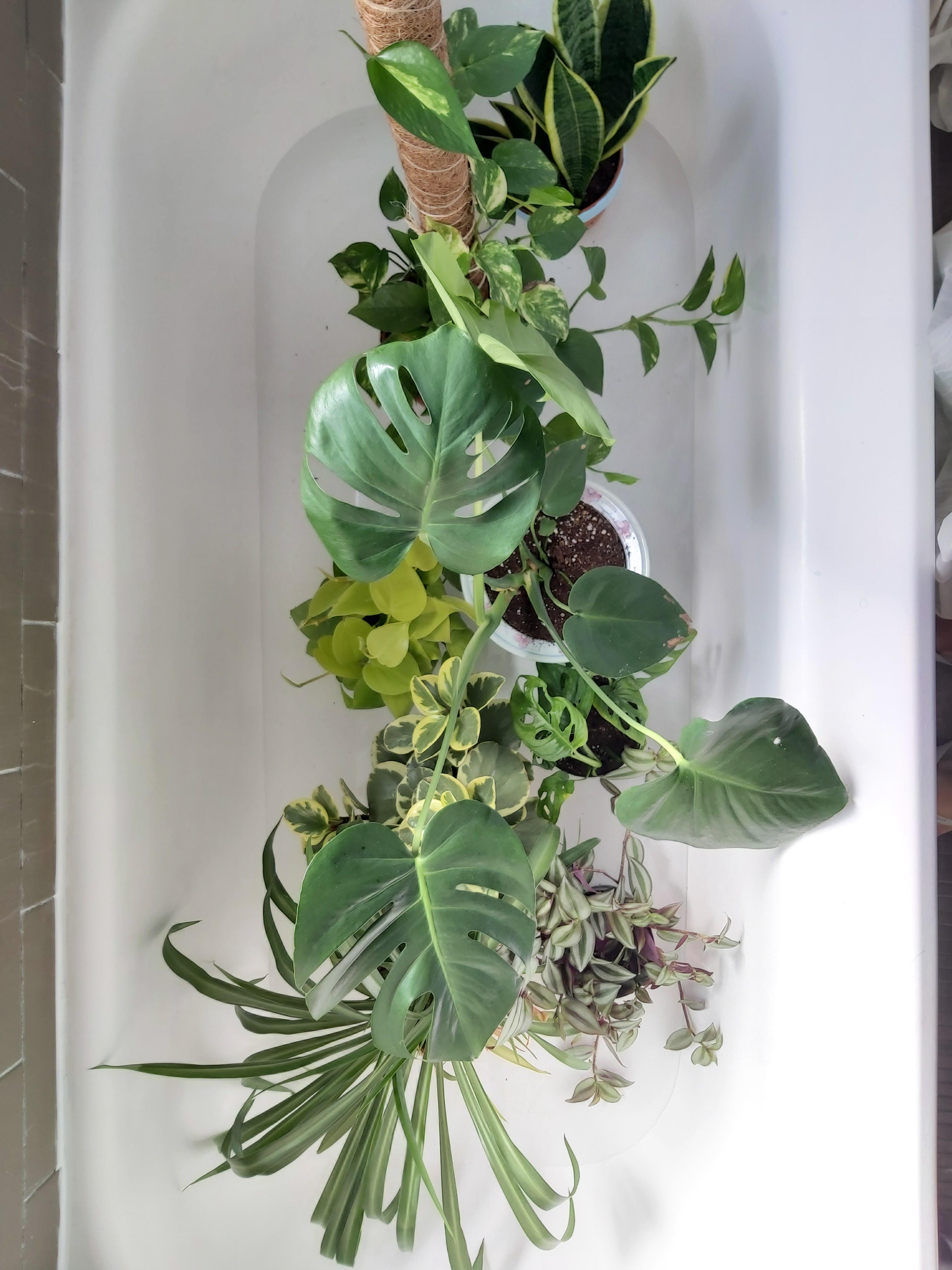 Trying out bottom watering! | Scrolller