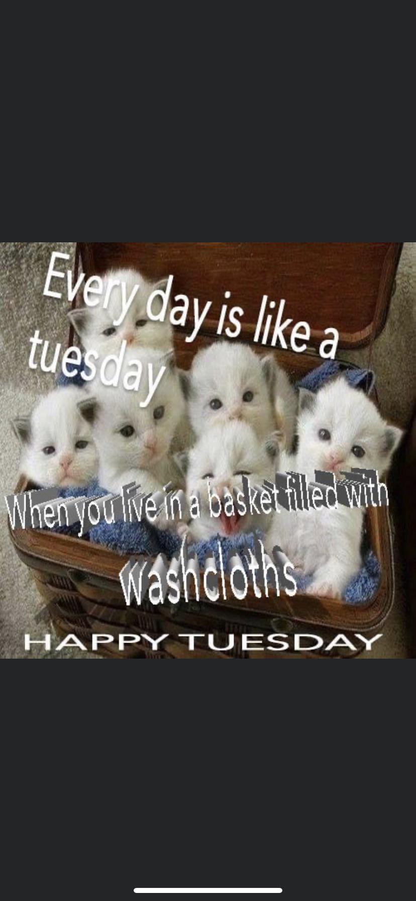 Tuesday Rule | Scrolller