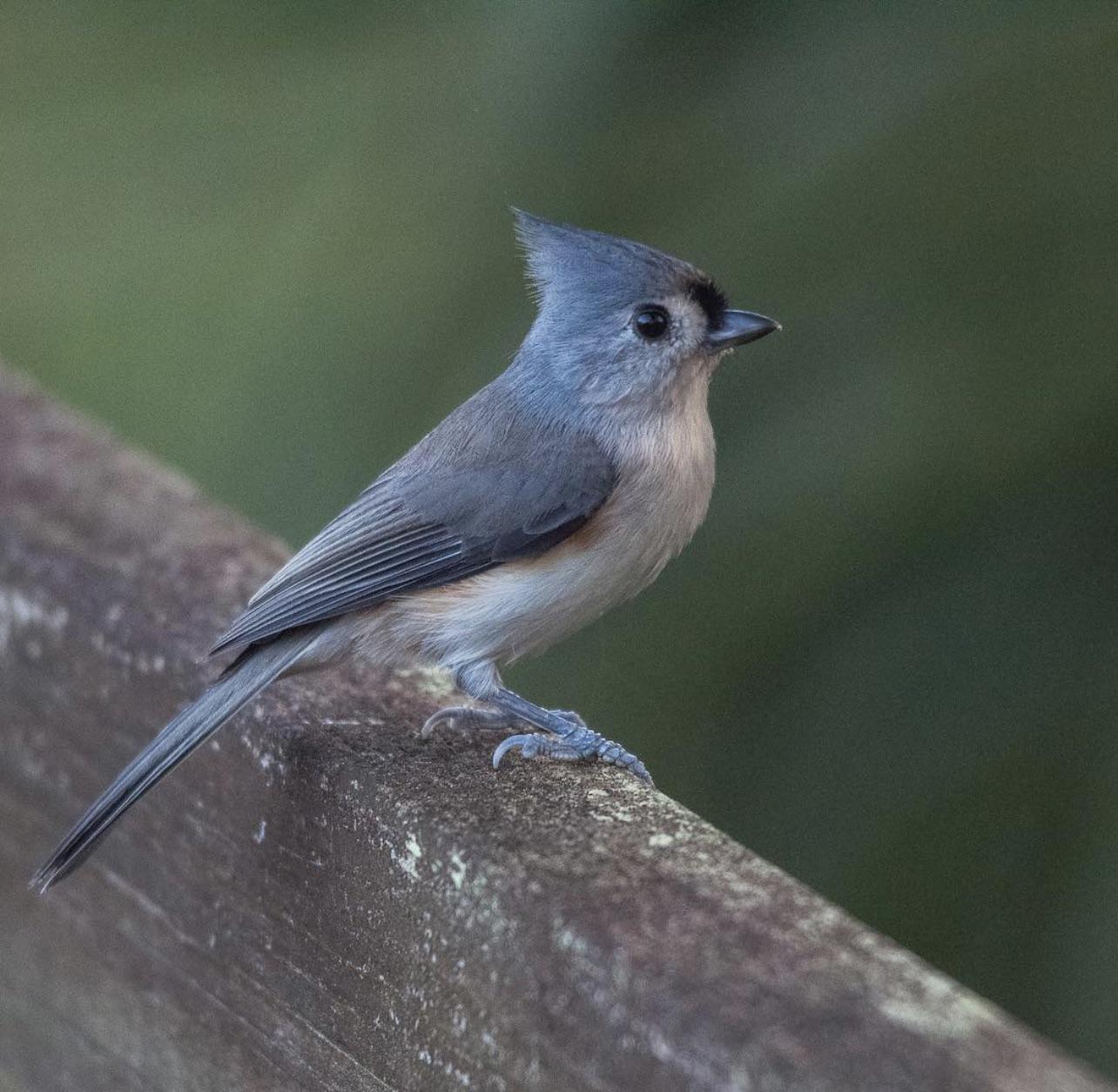 Tufted titmouse. Awesome little birds that are always very curious of humans it seems. | Scrolller