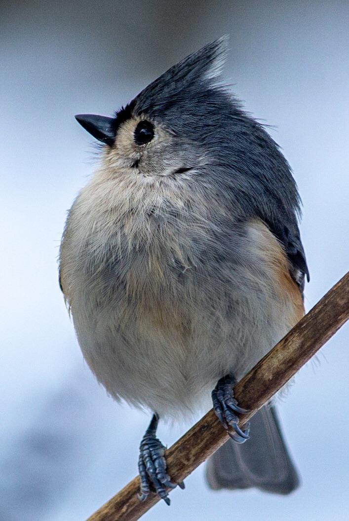 Tufted Titmouse | Scrolller