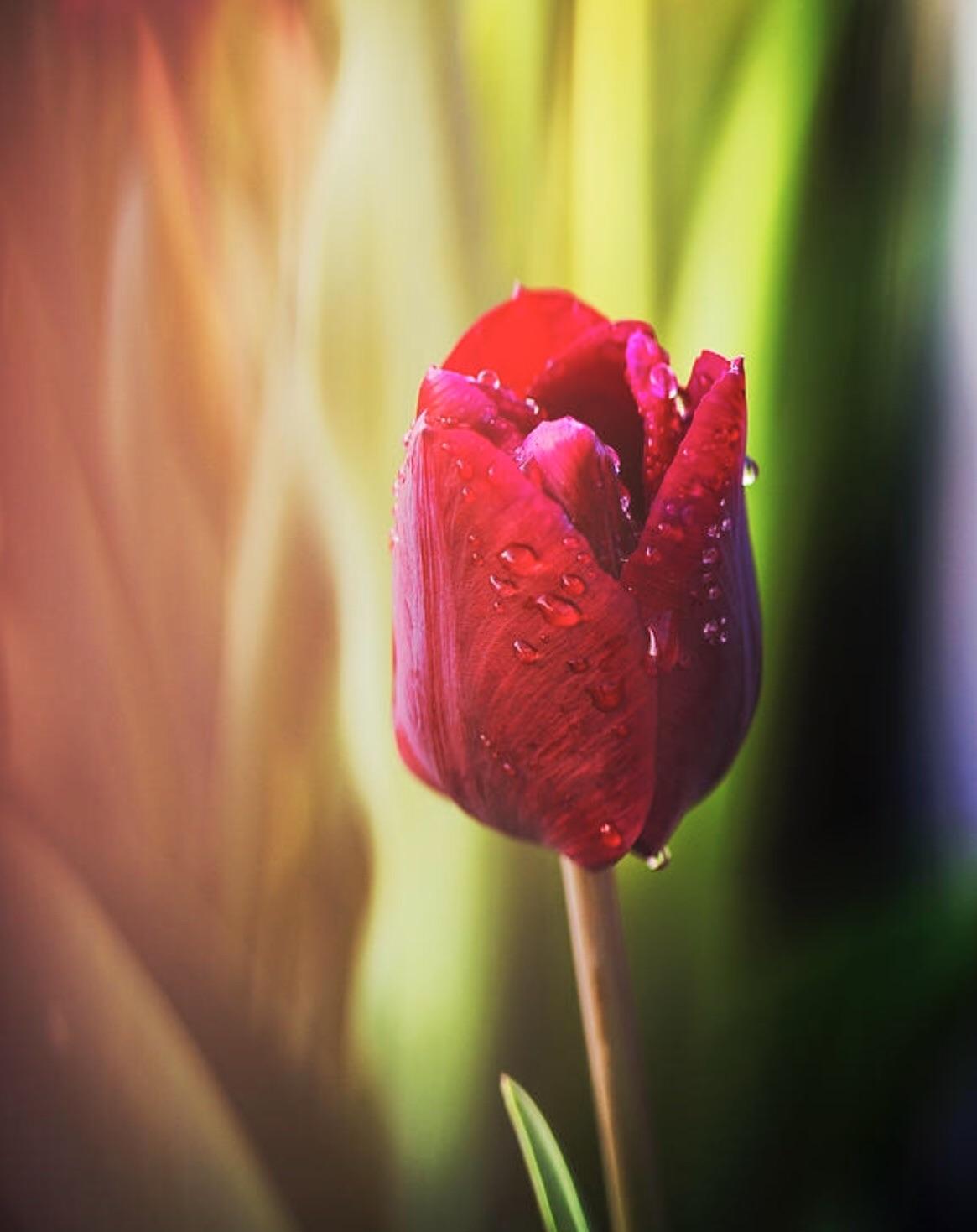 Tulip rainbow | Scrolller