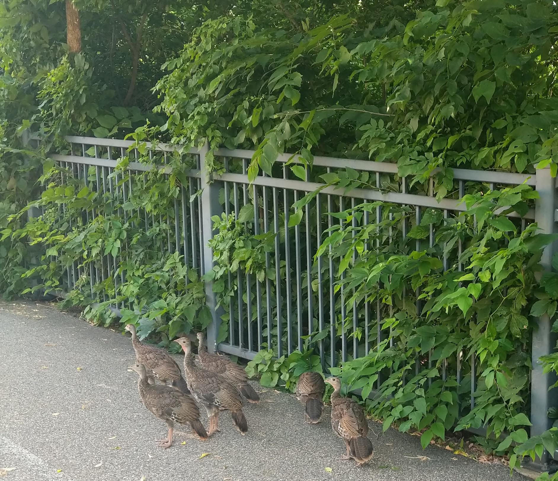 Turkey fam continue their tour, getting ready for new turkey orientation on east river road ...