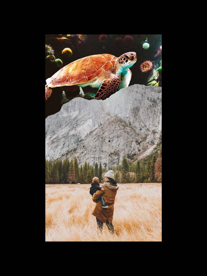 Turtle,Me,Digital,2020 | Scrolller