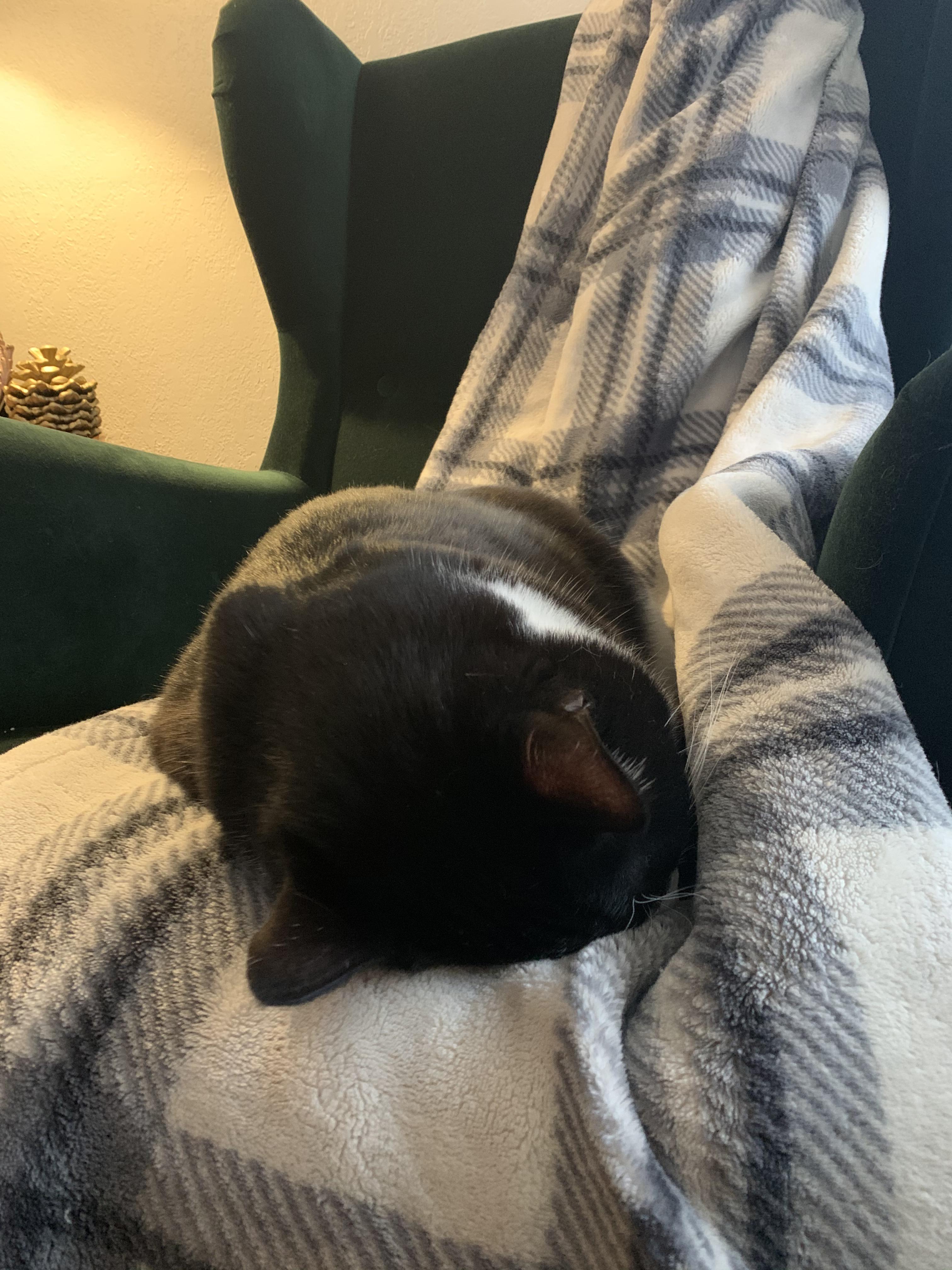 Tuxie Naps | Scrolller