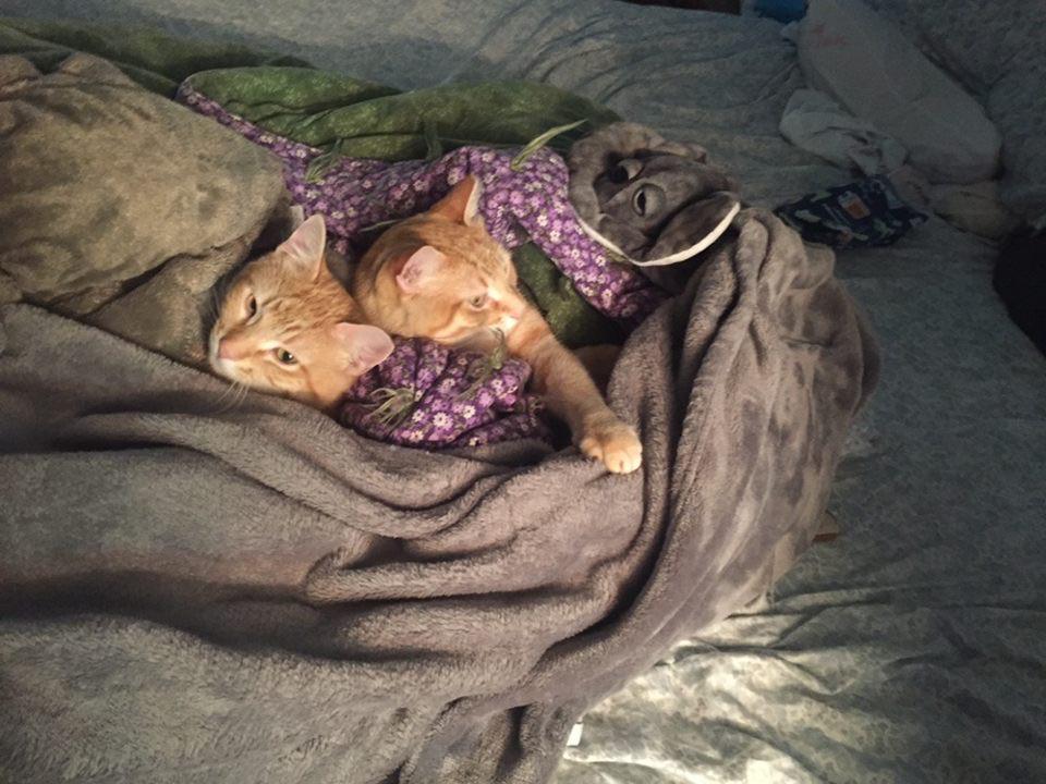 Twin brother, best buddies | Scrolller