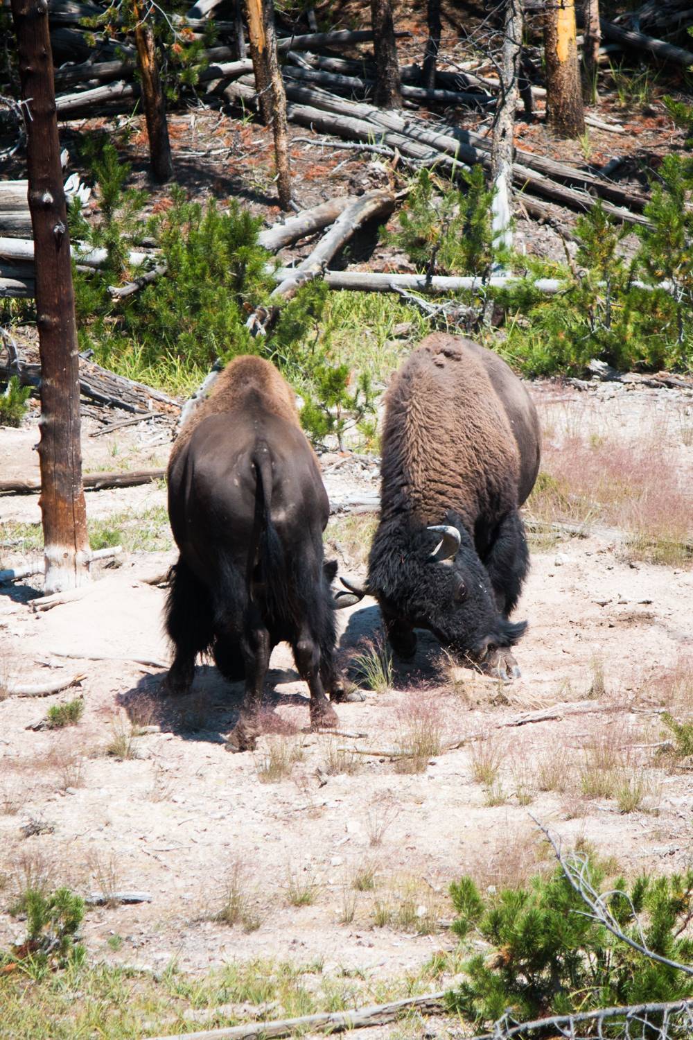 Two American Bison fighting -Bison,Bison photo by /u/thatsmellyindiankid | Scrolller
