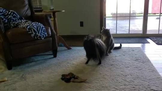 Two different fighting styles | Scrolller