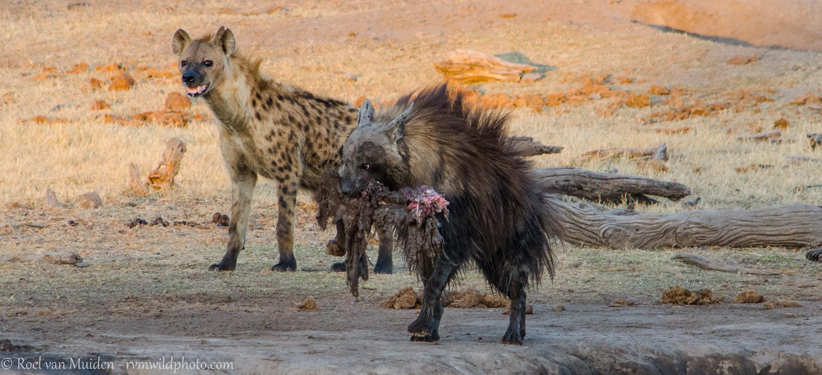 Two different species of Hyena. Spotted and Brown Hyena. | Scrolller